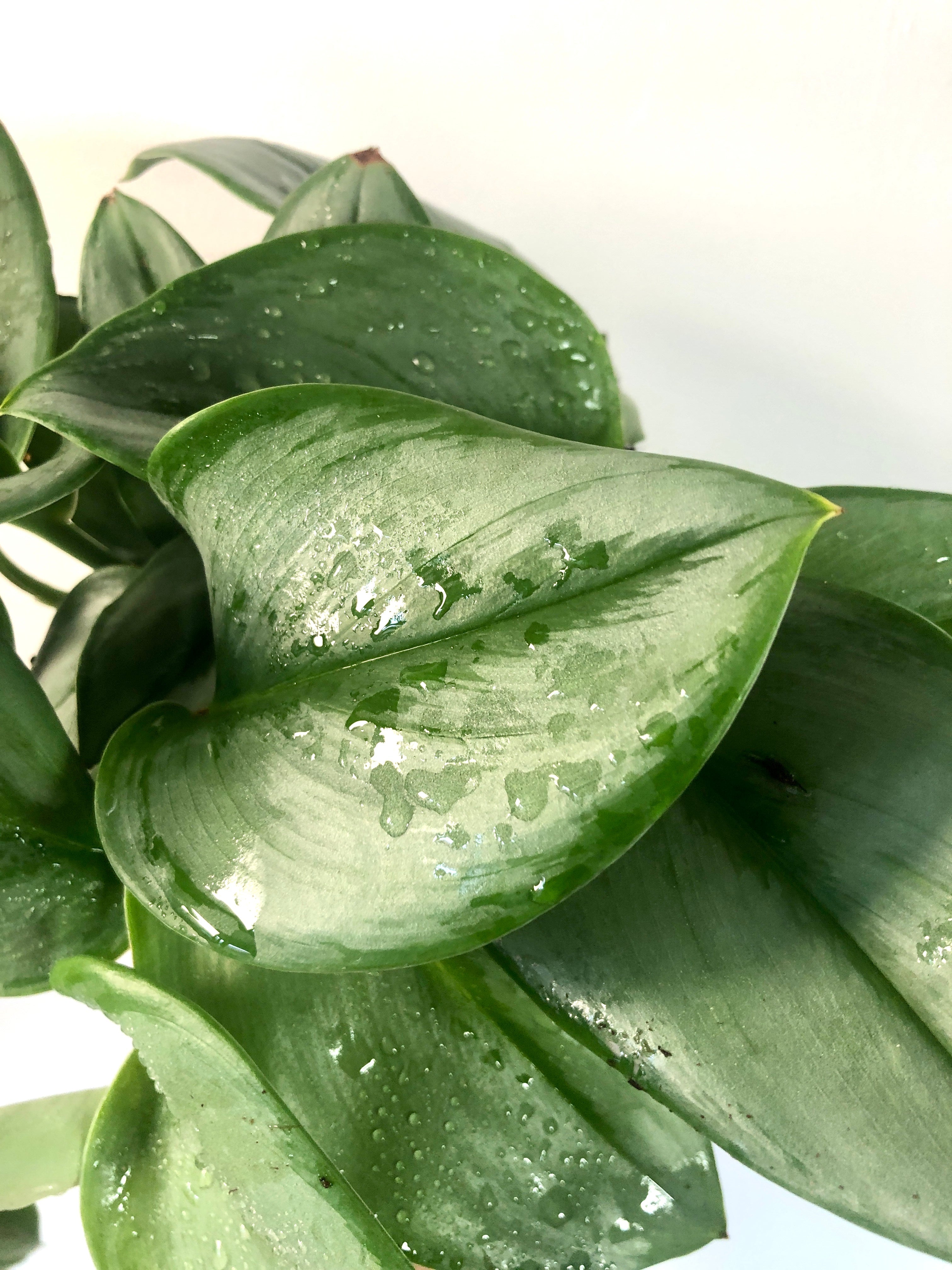 Pothos, Scindapsus & Epipremnum | Trailing & Climbing Houseplants ...