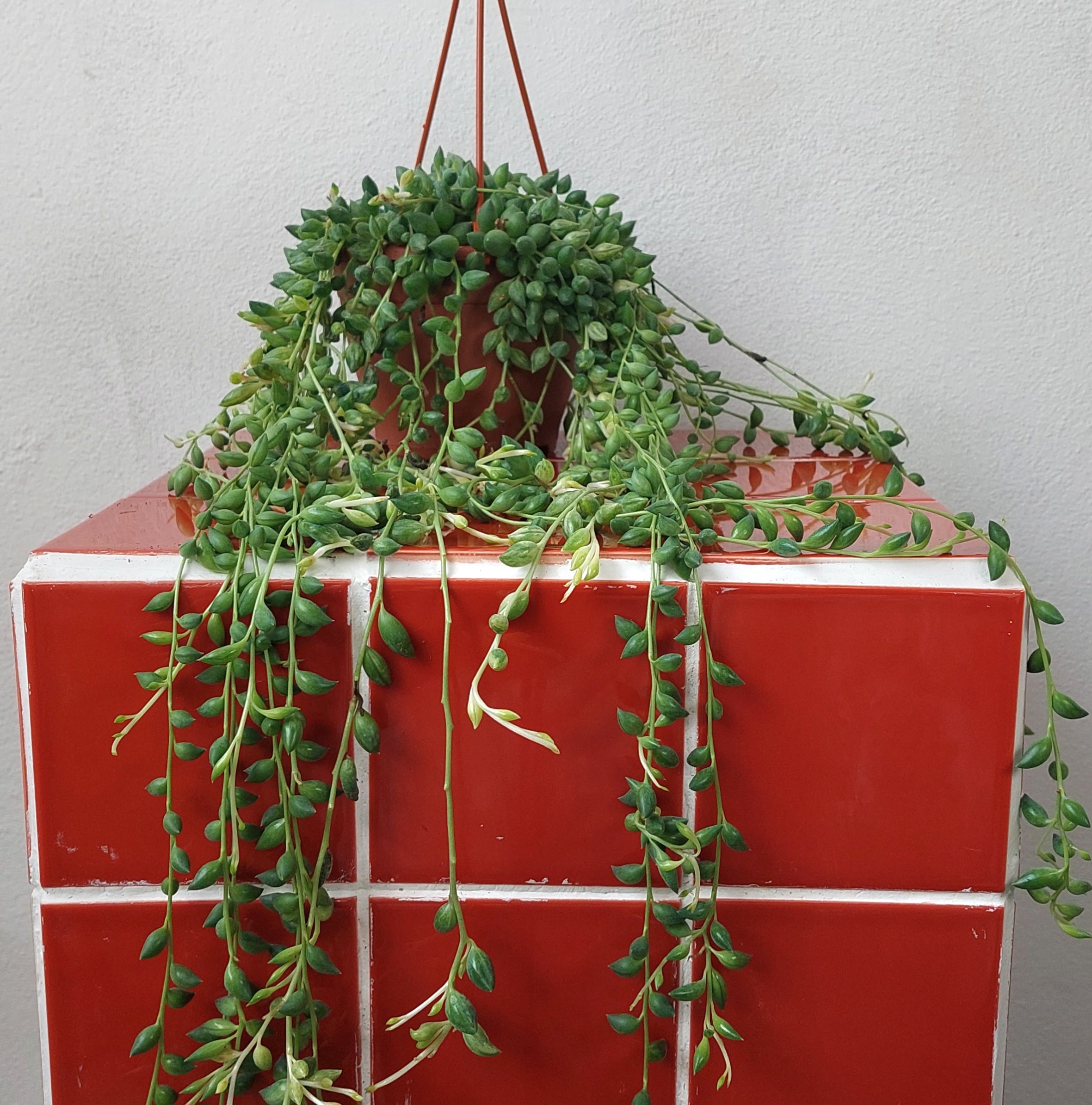 Senecio herreianus – String of Tears / String of Beads | Trailing ...
