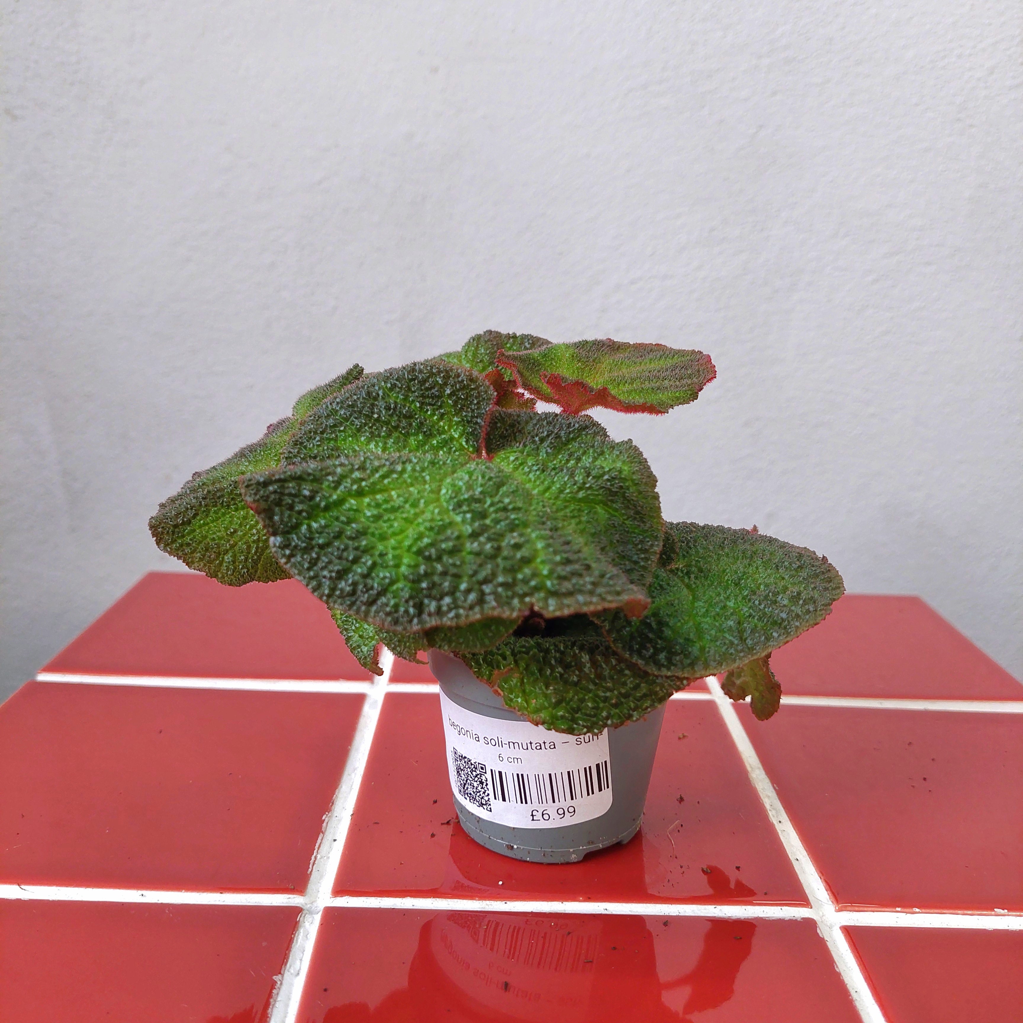 Begonia soli-mutata – Sun-Changing Begonia | Plant Studio