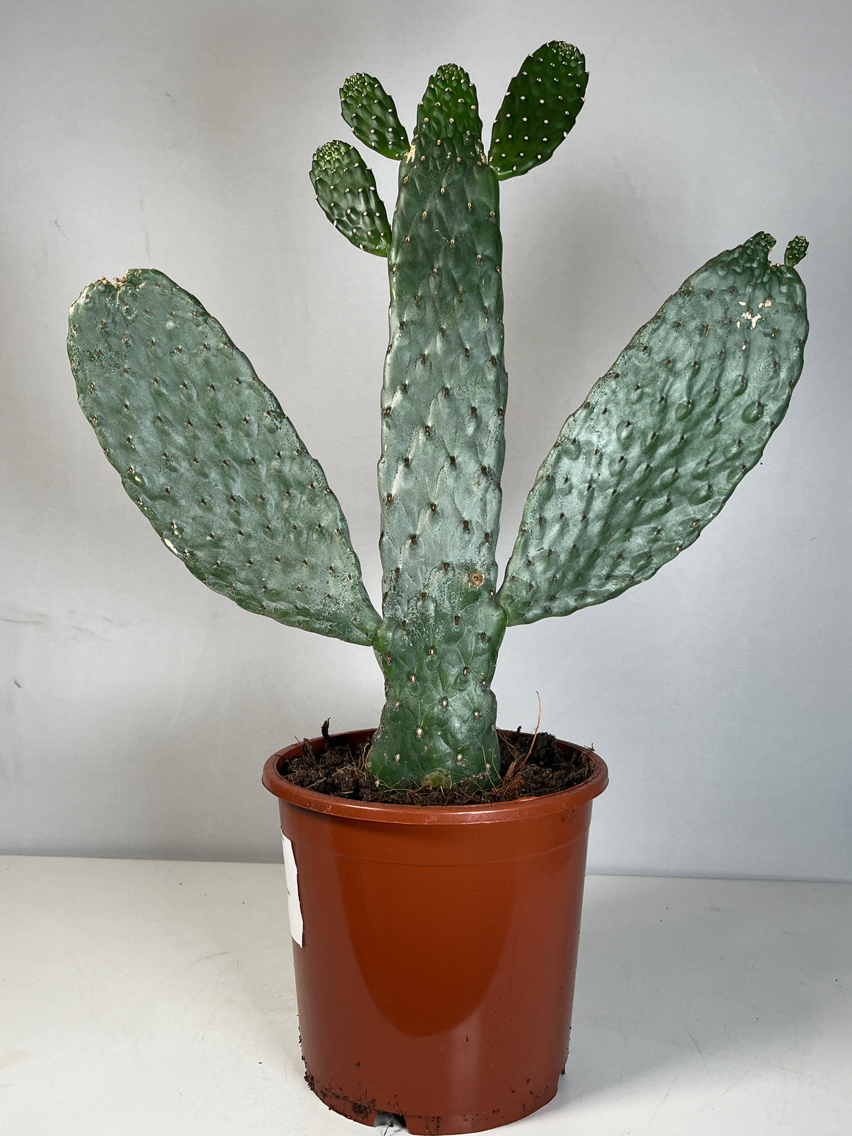 Opuntia Consolea rubescens - Road Kill cactus – Plant Studio