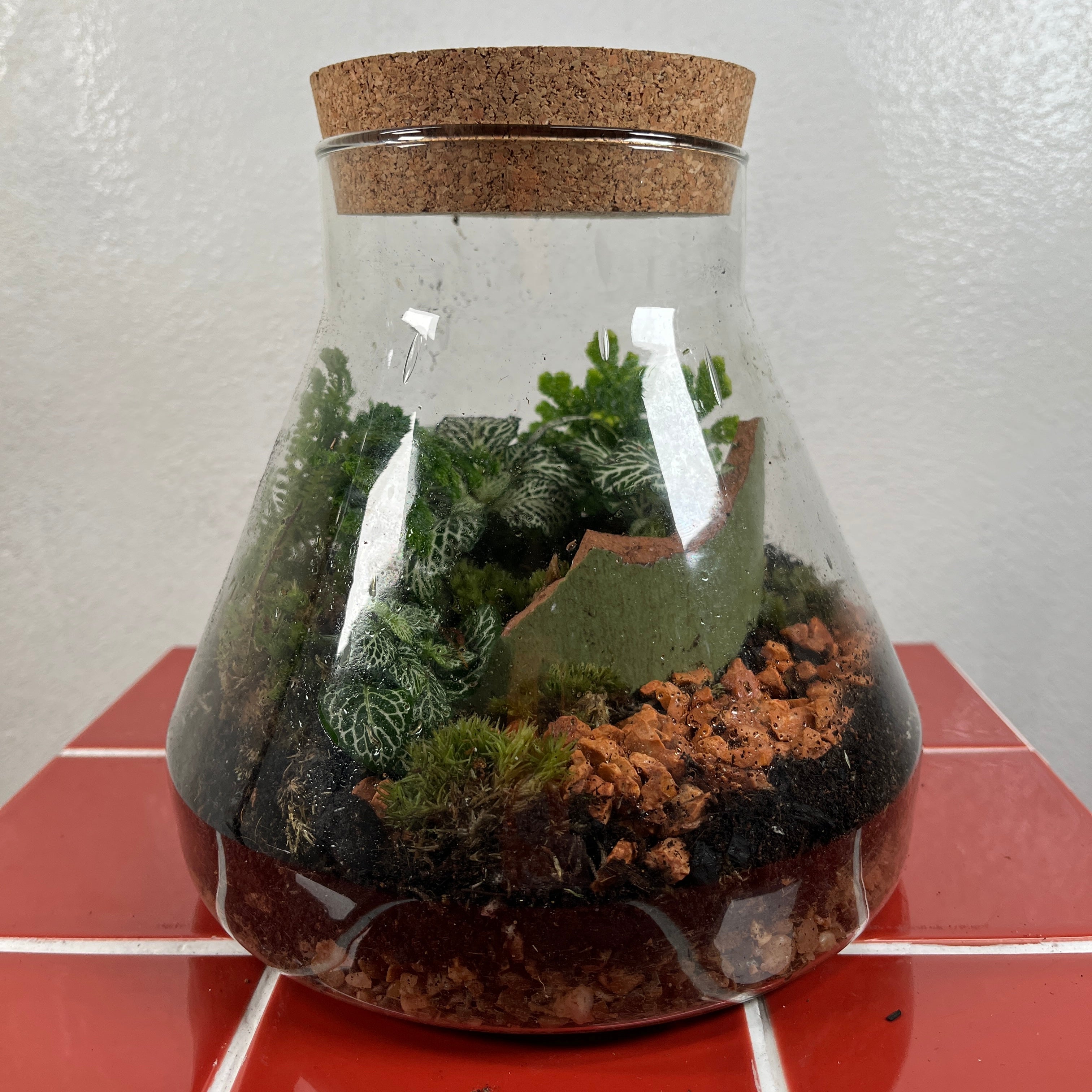 Plant.Studio ‘Jagged’ Terrarium – Geometric Glass Terrarium | Plant Studio