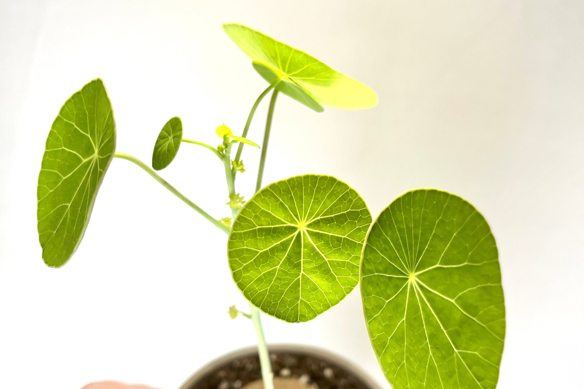 Plant Studio Bristol | Indoor & Outdoor Plants, Rare Finds & Pots