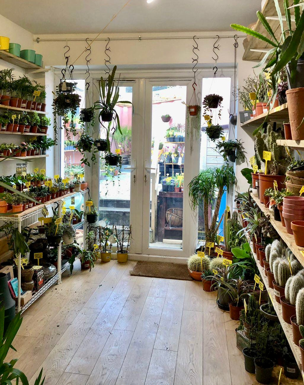 Plant Studio Bristol | Indoor & Outdoor Plants, Rare Finds & Pots