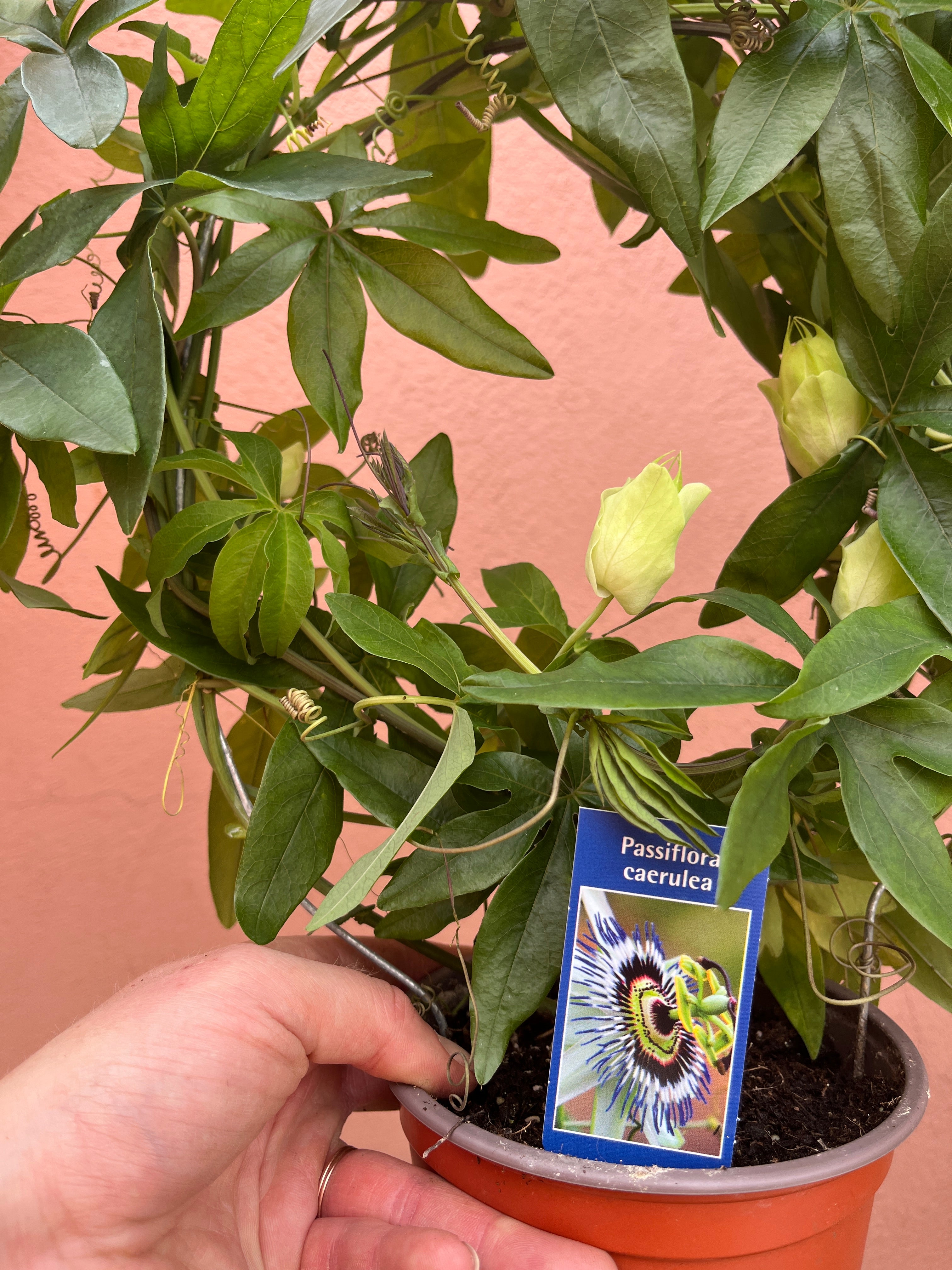 Passiflora caerulea – Blue Passionflower Climber for Walls & Trellises ...