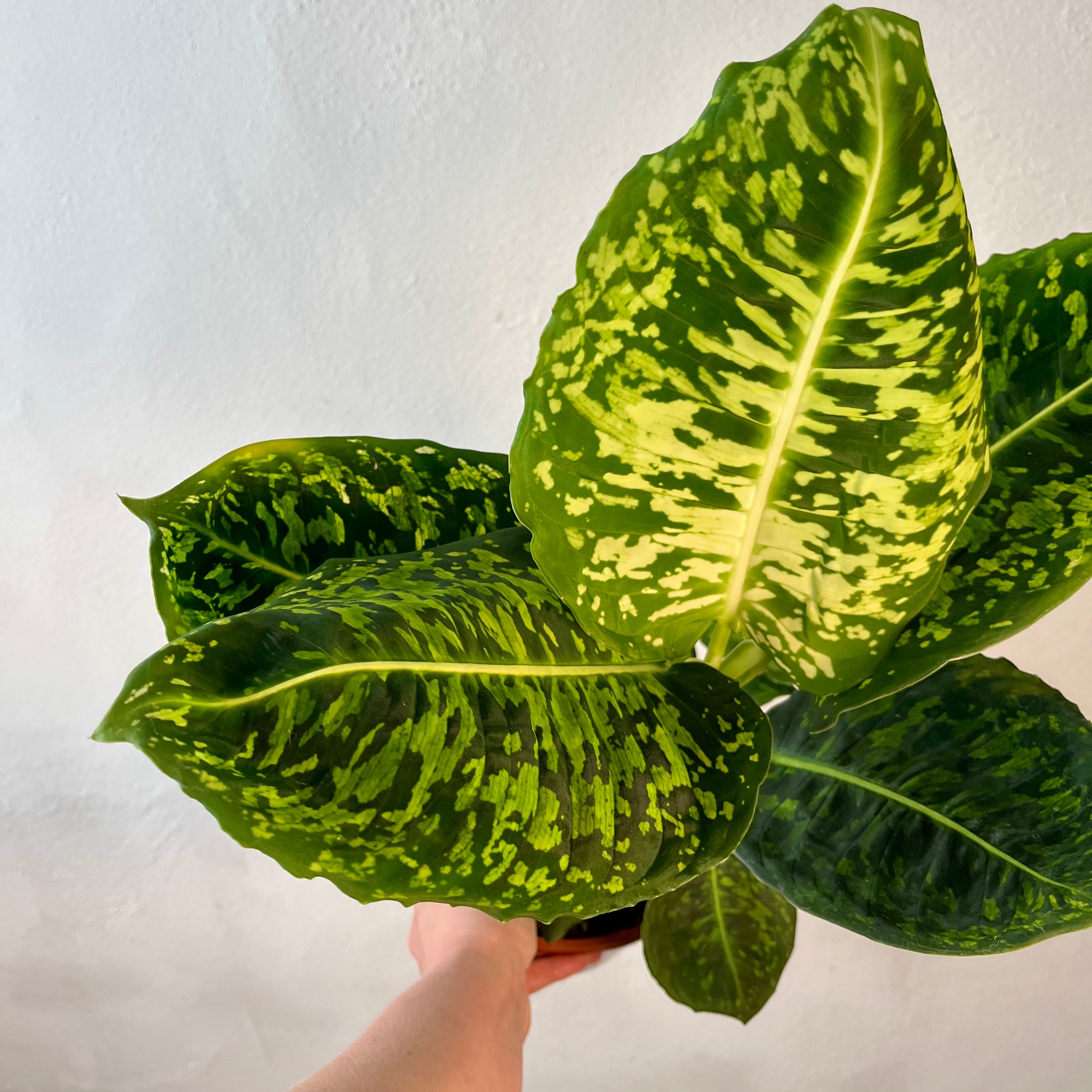 Dieffenbachia 'Reflector' – Striking Patterned Foliage Plant – Plant Studio