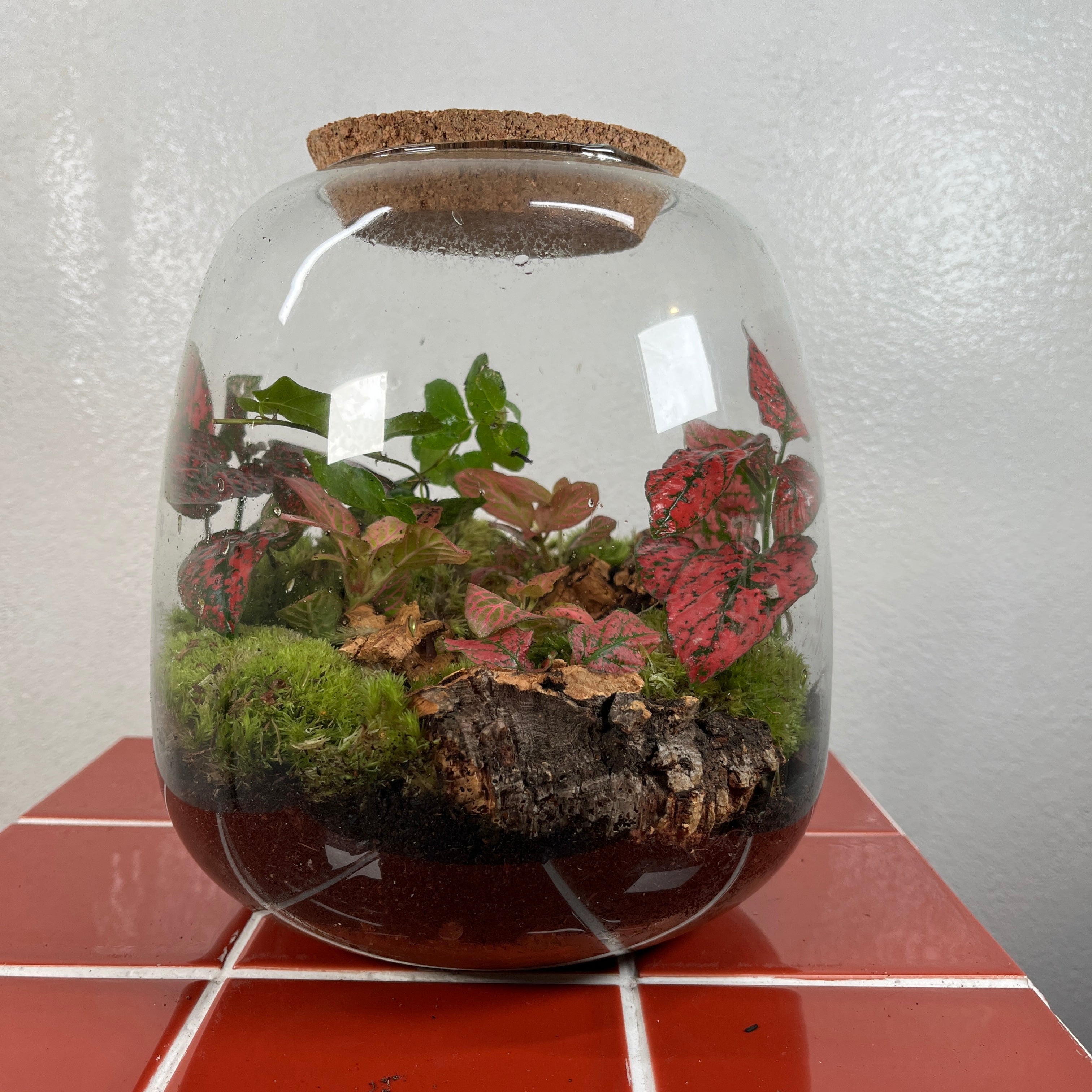 Plant Studio Terrarium Blossom | Miniature Indoor Jungle
