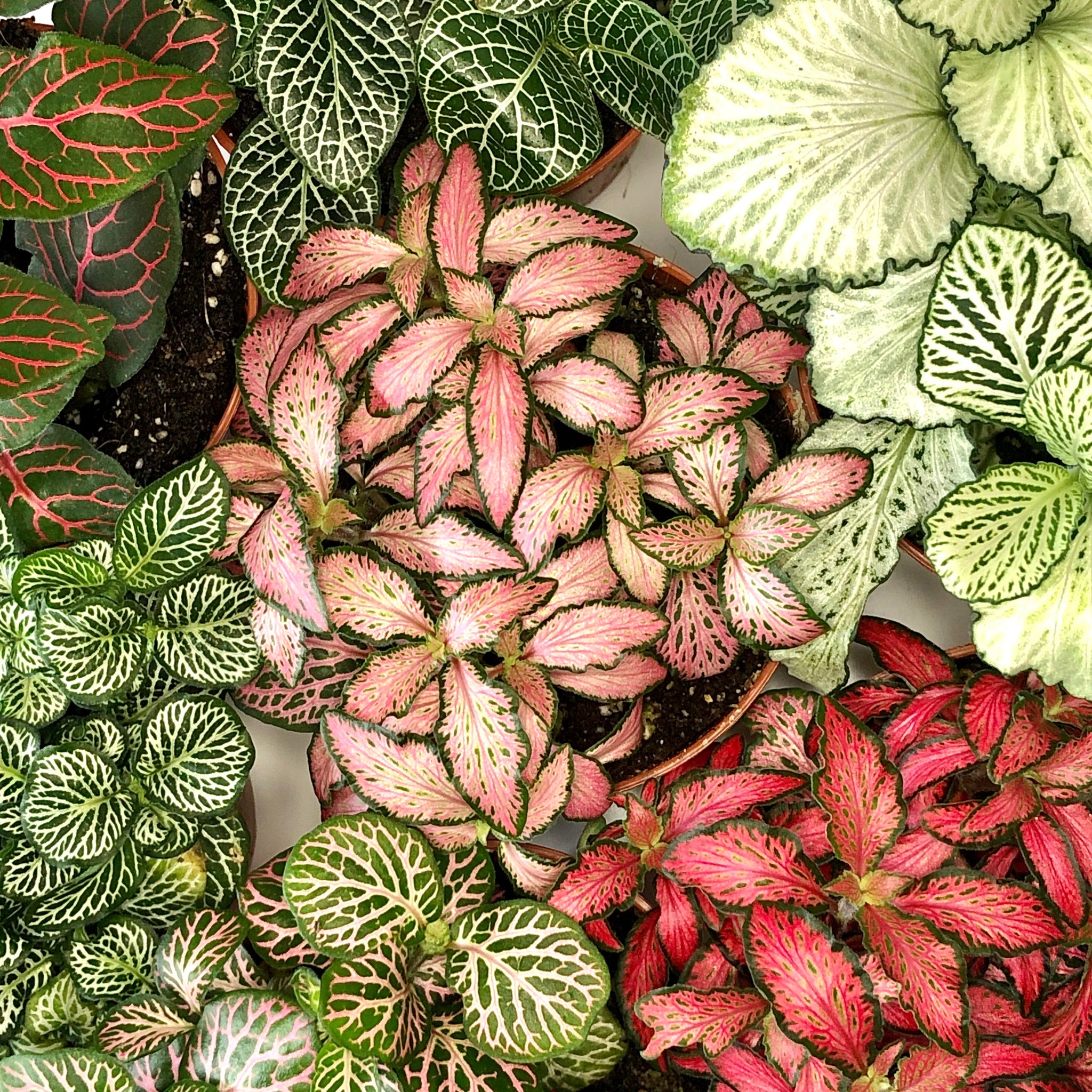 Fittonia – Nerve Plant | Pet Friendly Terrarium Houseplant – Plant Studio