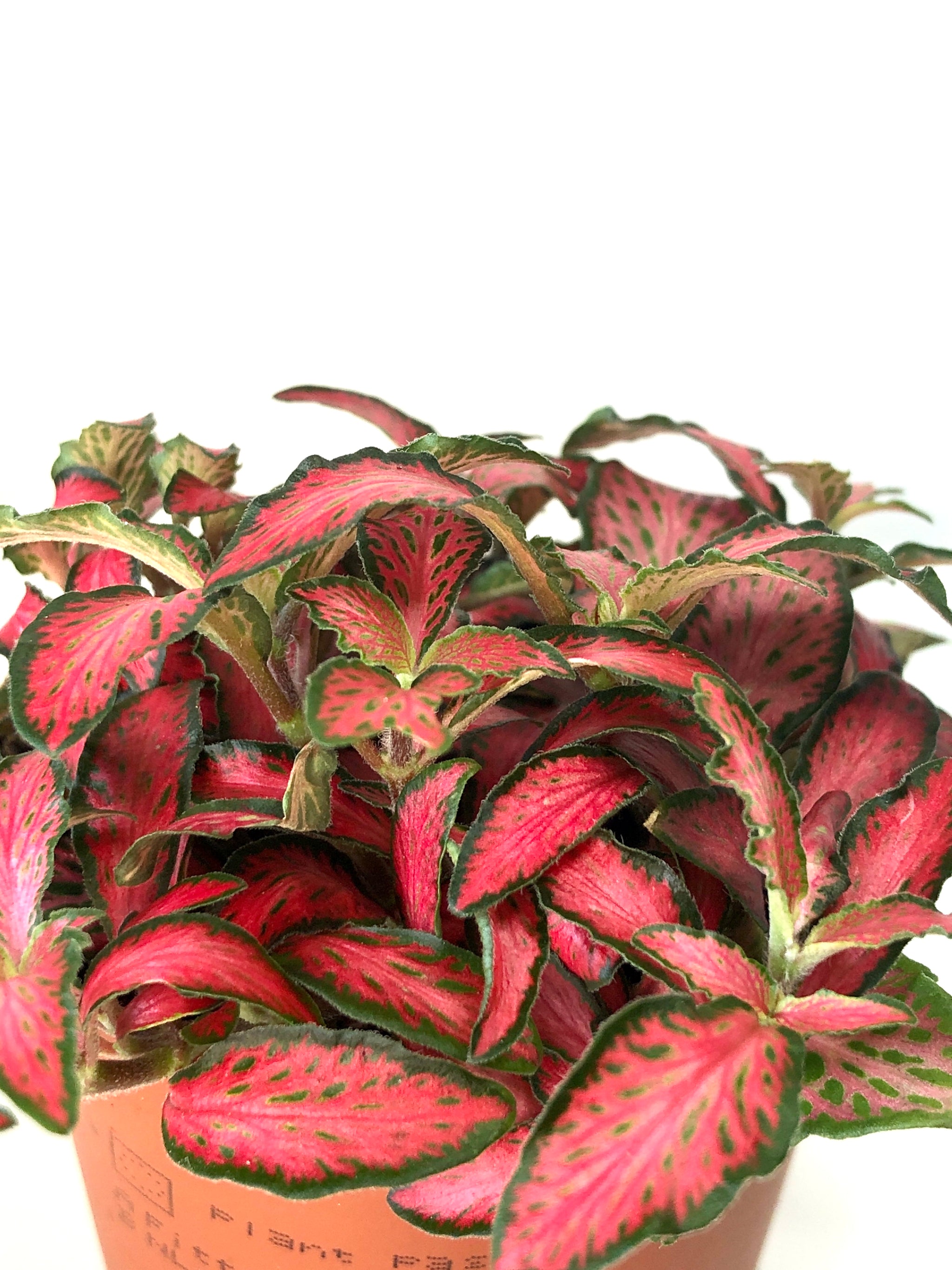 Fittonia Mix -Nerve Plant – Plant Studio