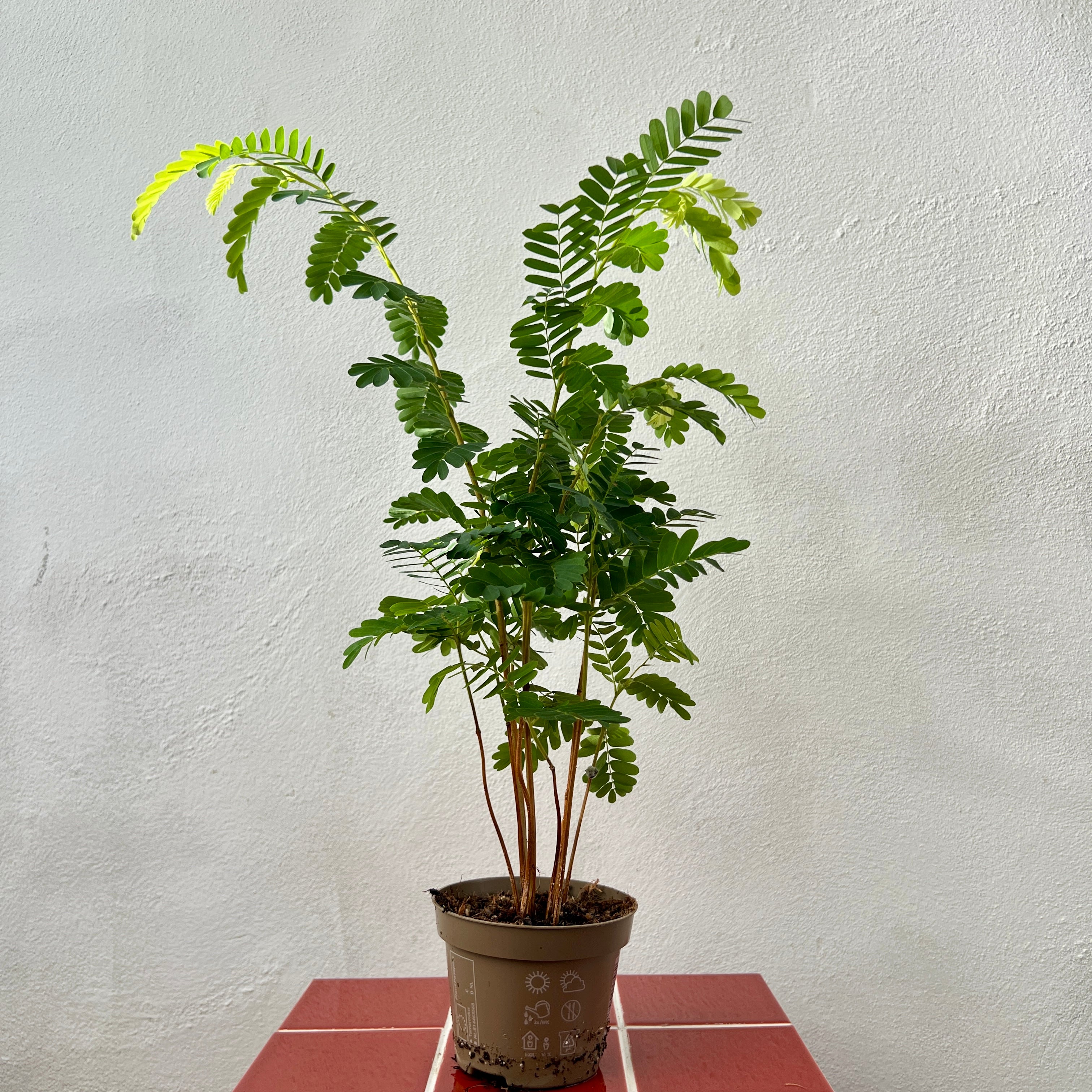 Tamarindus indica – Indoor Tropical Tamarind Tree | Plant Studio
