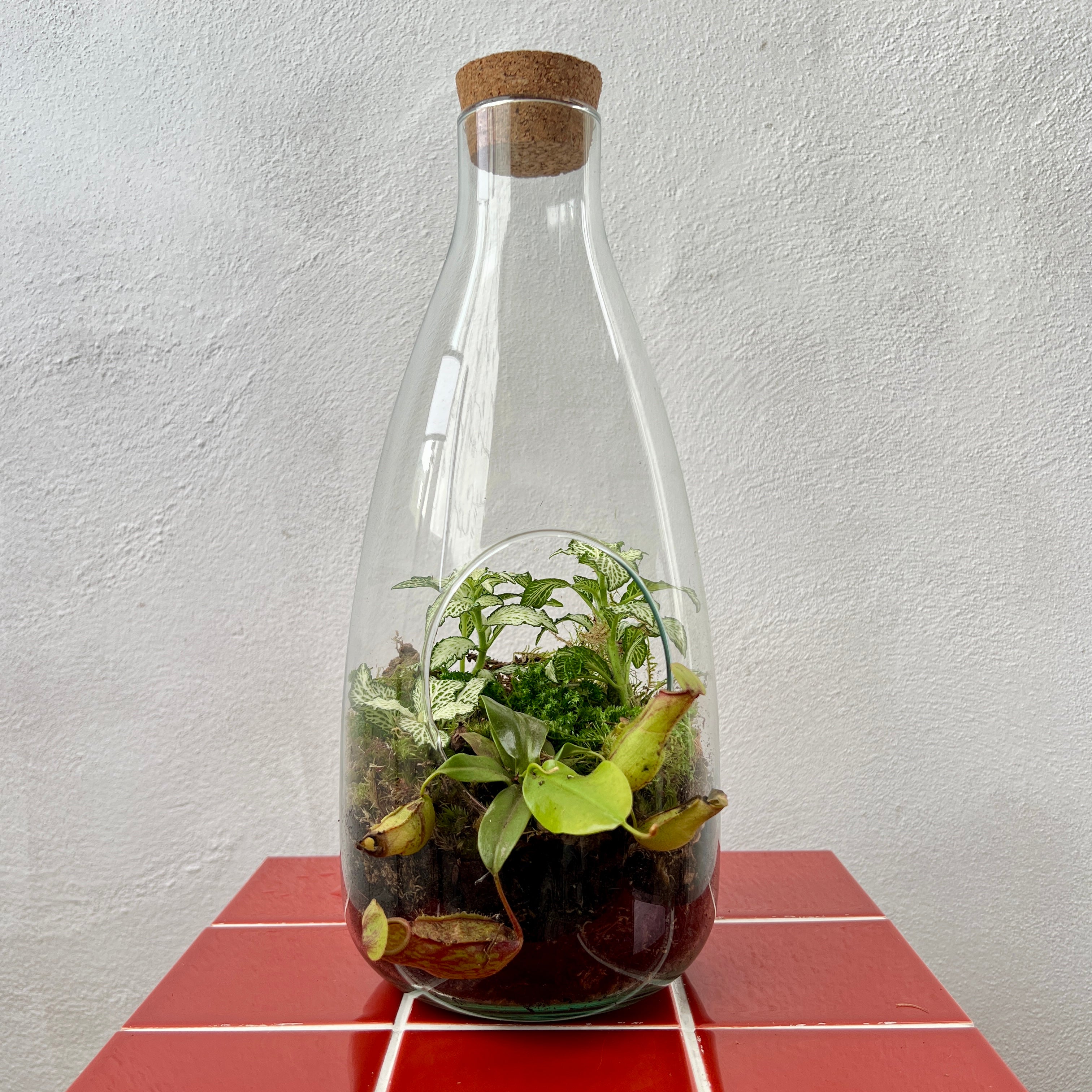 Plant Studio Terrarium Overflow| Miniature Indoor Jungle