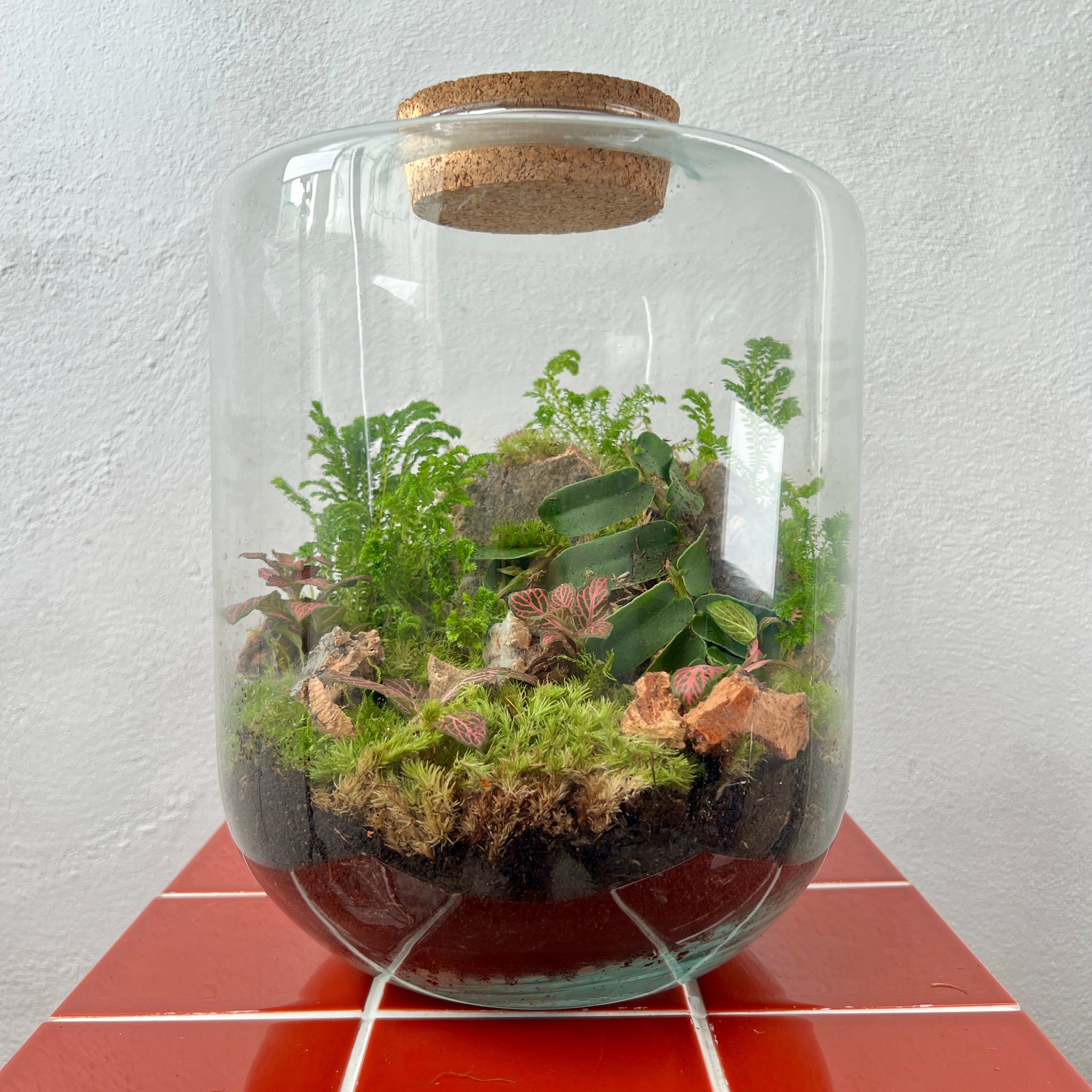 Plant Studio Terrarium Marcgravia | Miniature Indoor Jungle