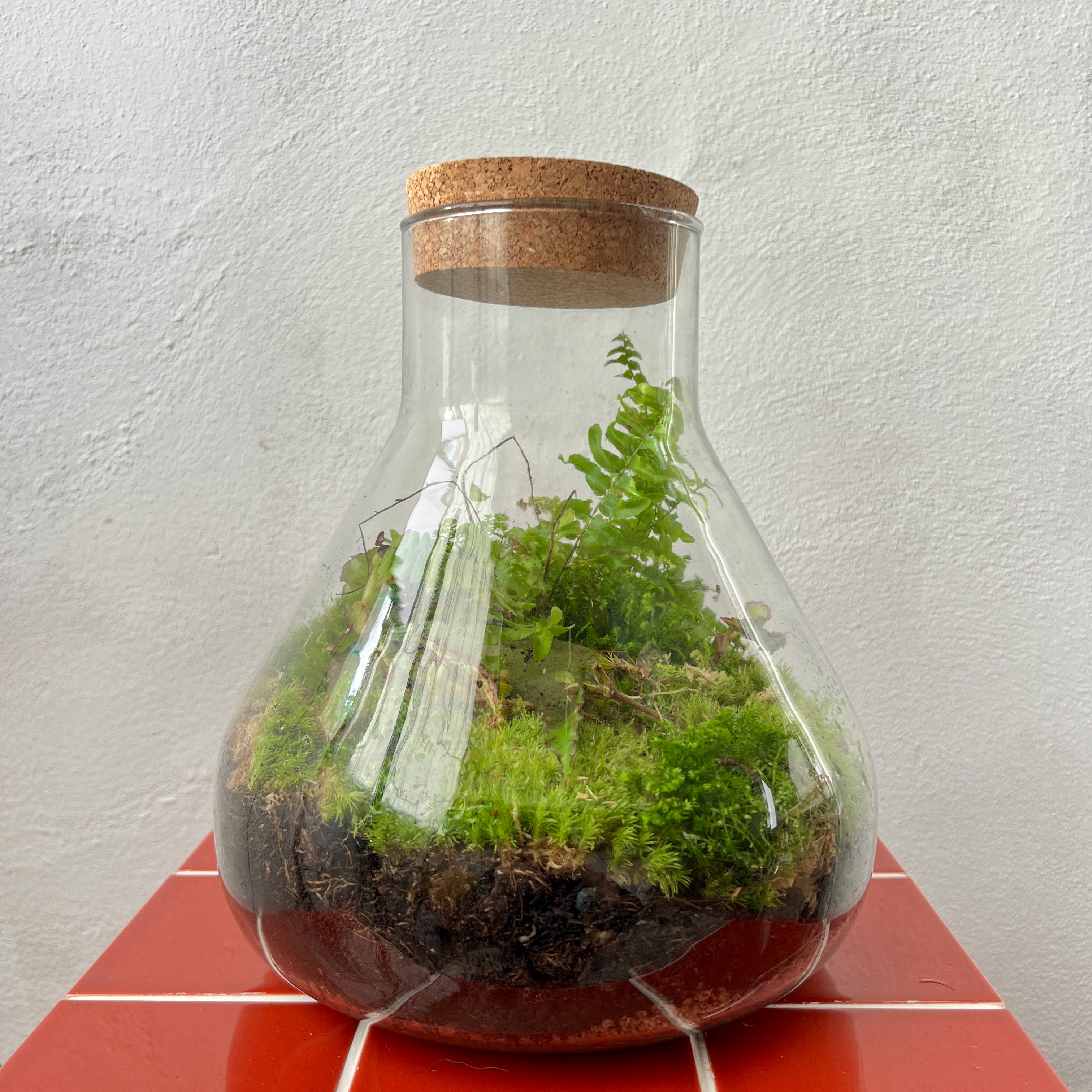 Plant Studio Terrarium Rewilded | Miniature Indoor Jungle