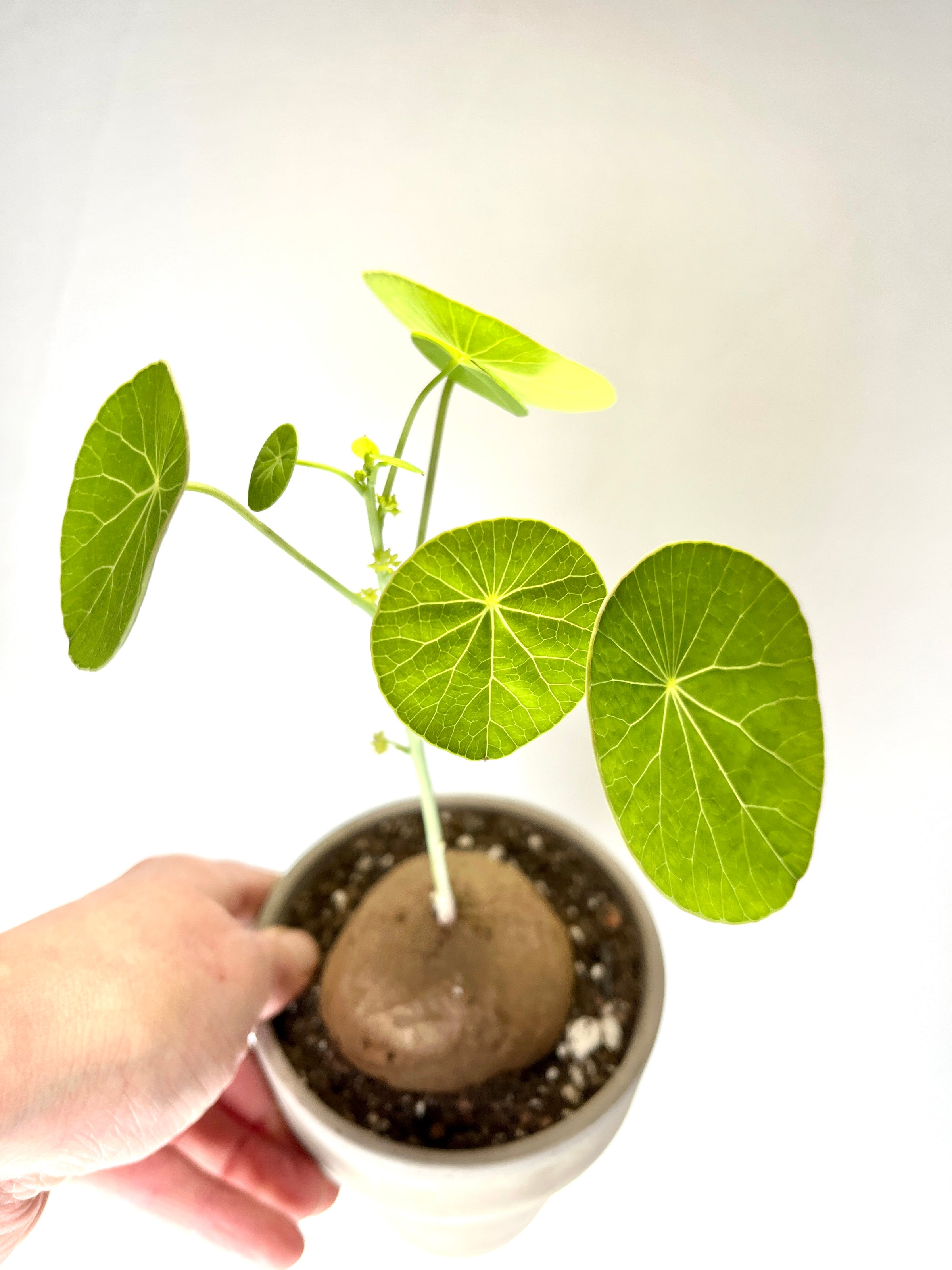 Plant Studio Bristol | Indoor & Outdoor Plants, Rare Finds & Pots
