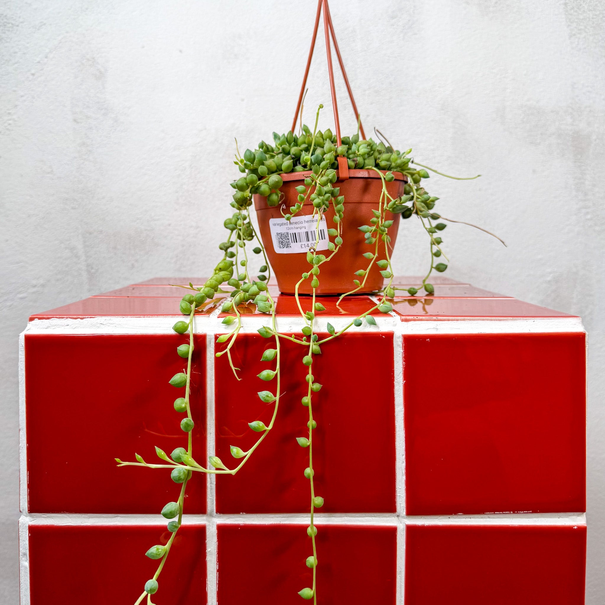 Senecio herreianus – String of Tears / String of Beads | Trailing ...