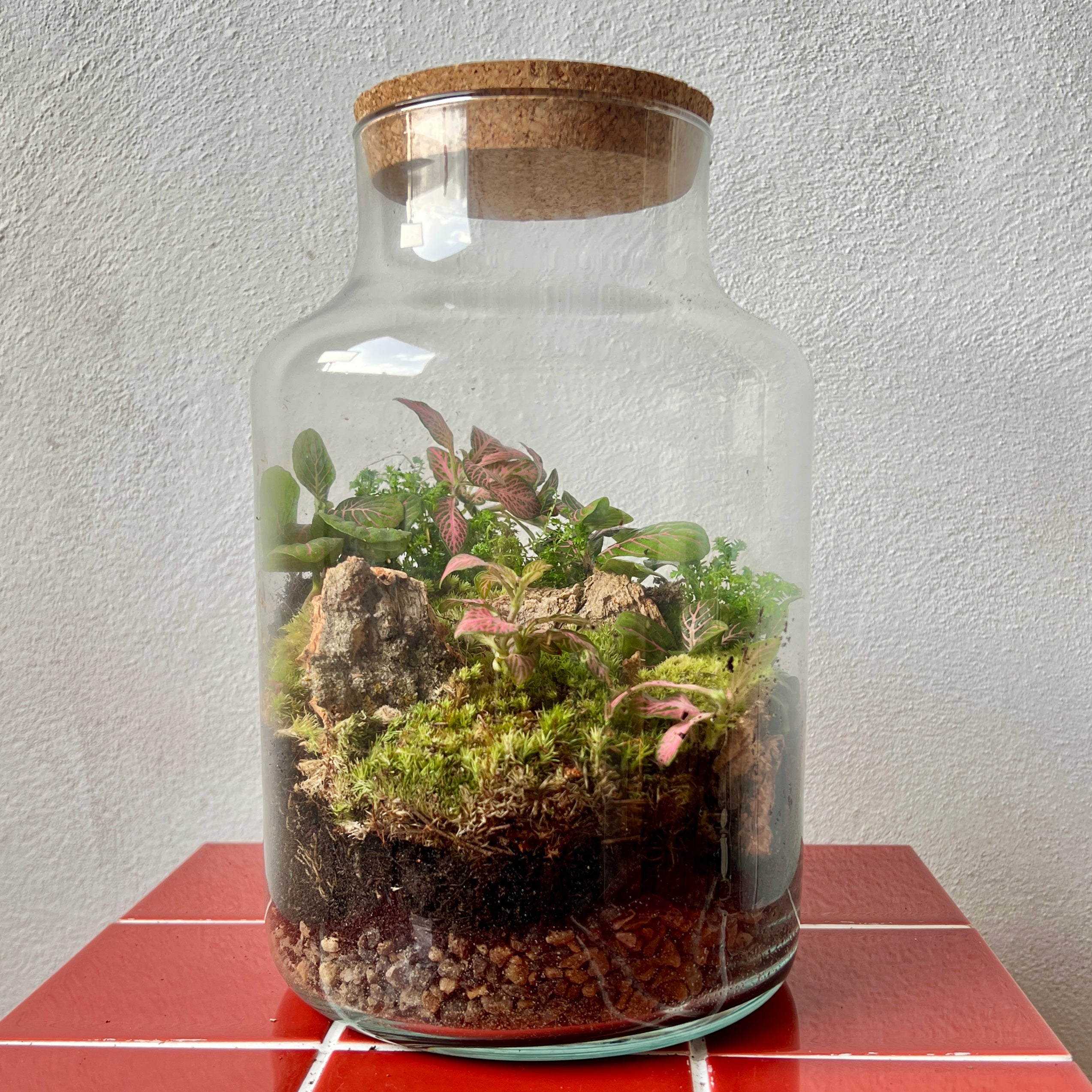 Plant Studio Terrarium Chela Jar | Handmade Mini Jungle