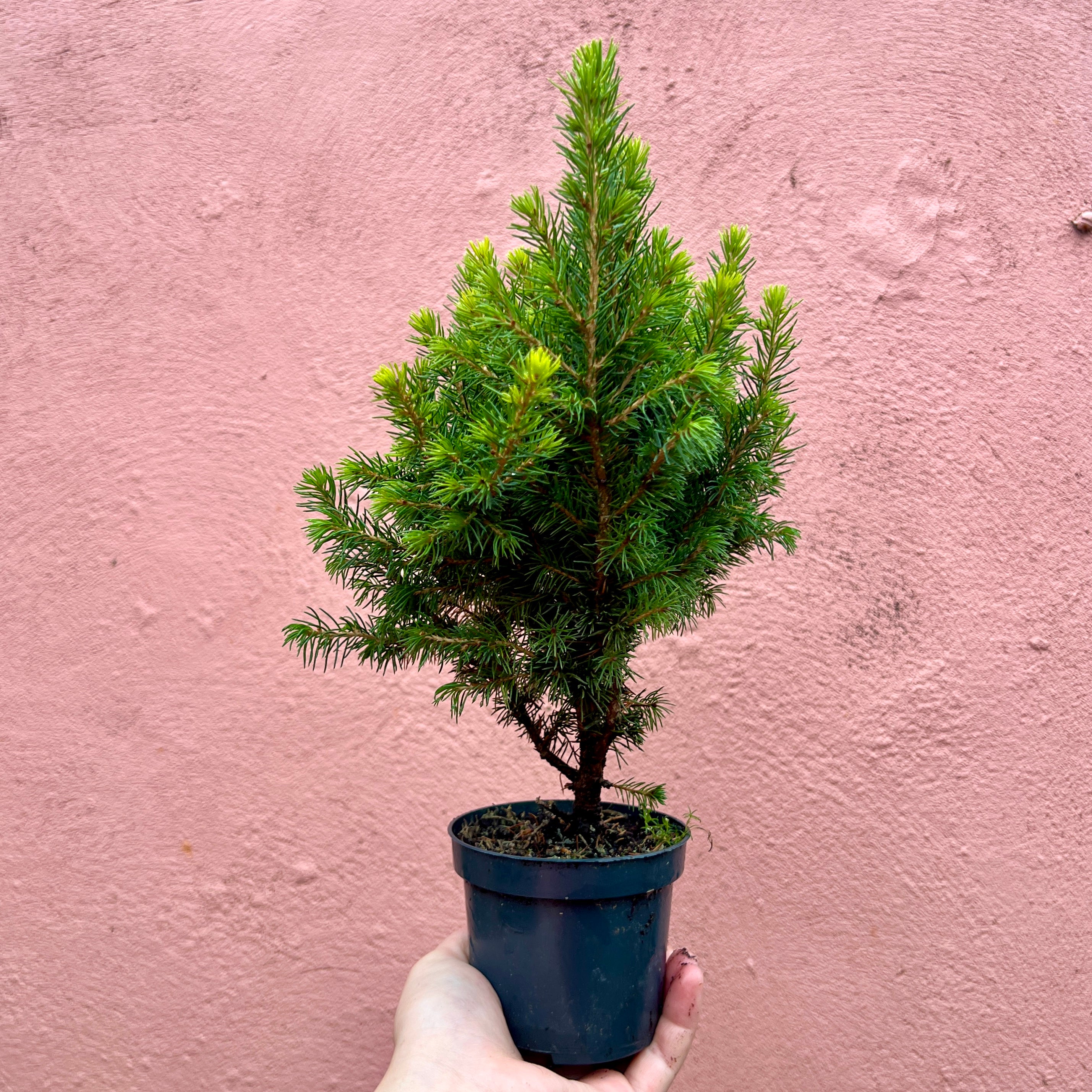 Picea glauca 'Perfecta' – Plant Studio