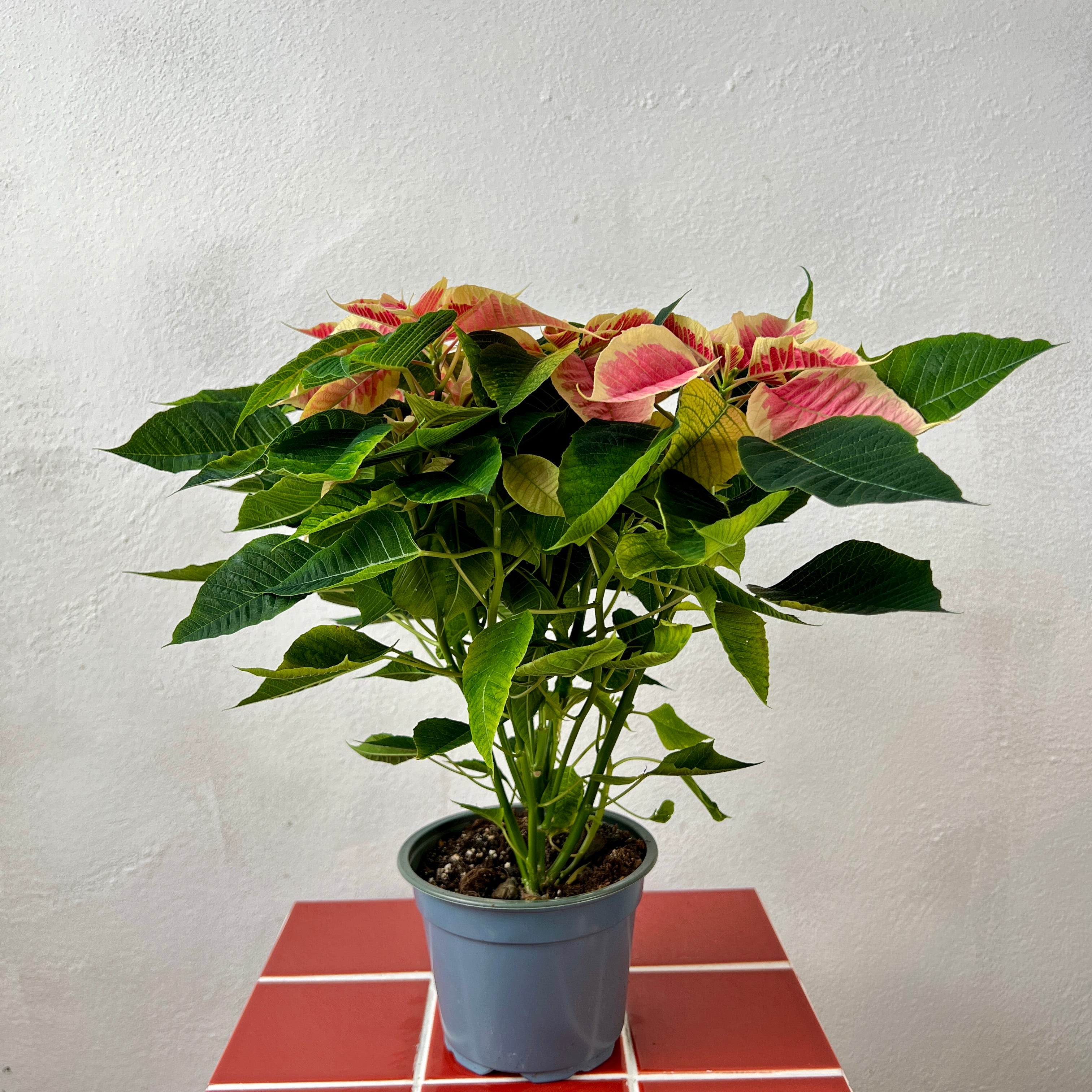 Poinsettia Two Tone – Euphorbia pulcherrima – Plant Studio