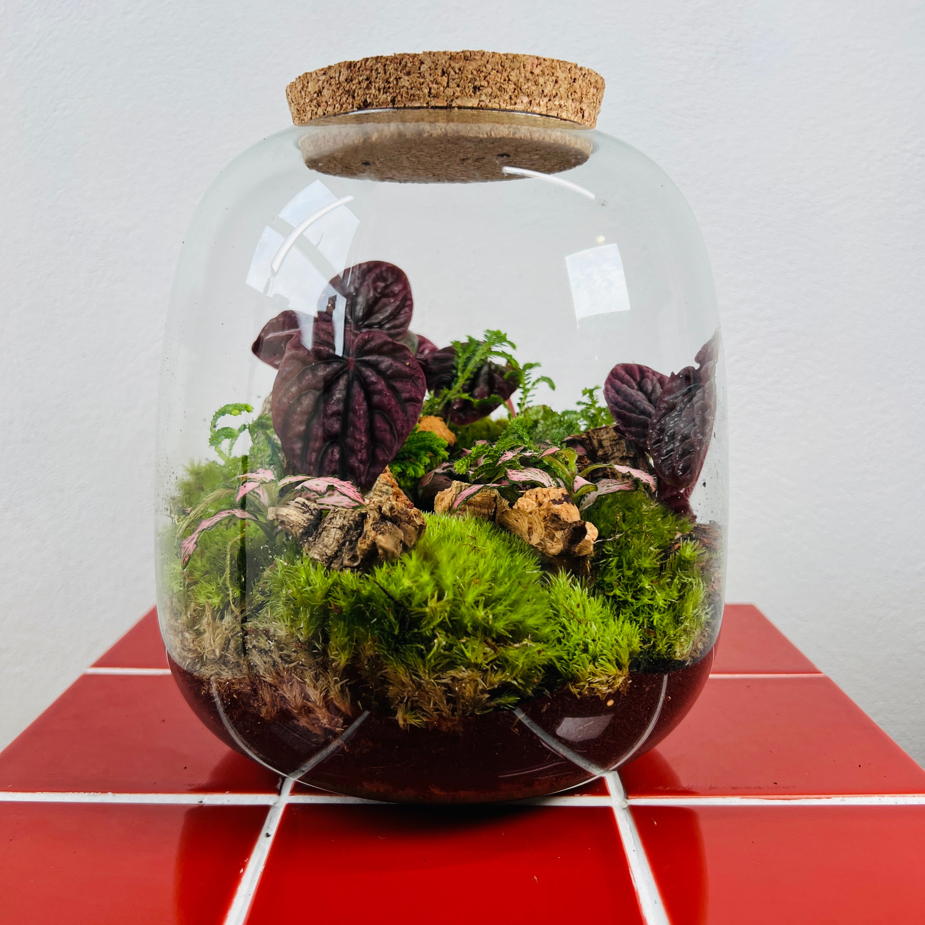 Plant Studio Terrarium Pretty in Pink | Miniature Indoor Jungle