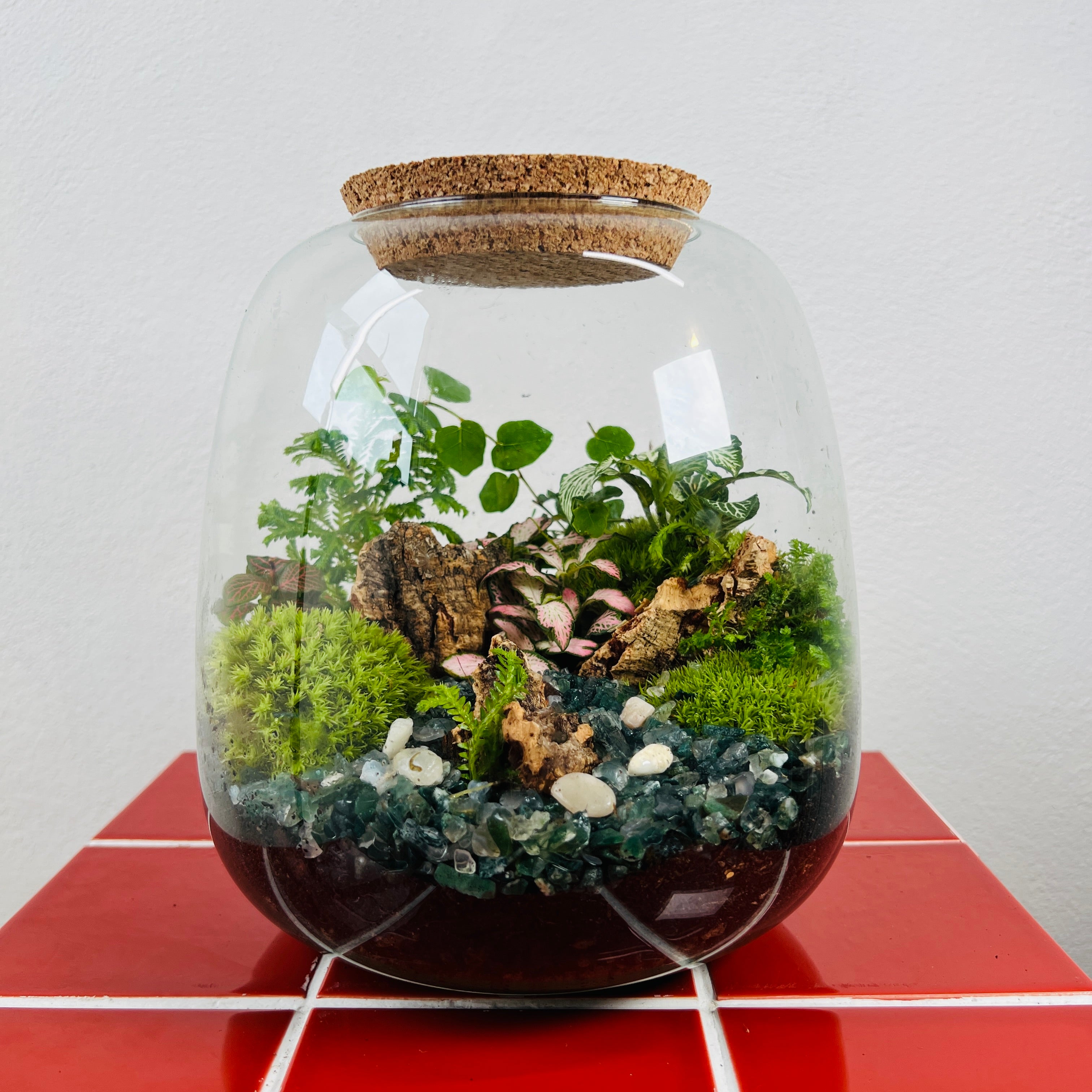 Plant Studio Terrarium Lands End | Miniature Indoor Jungle