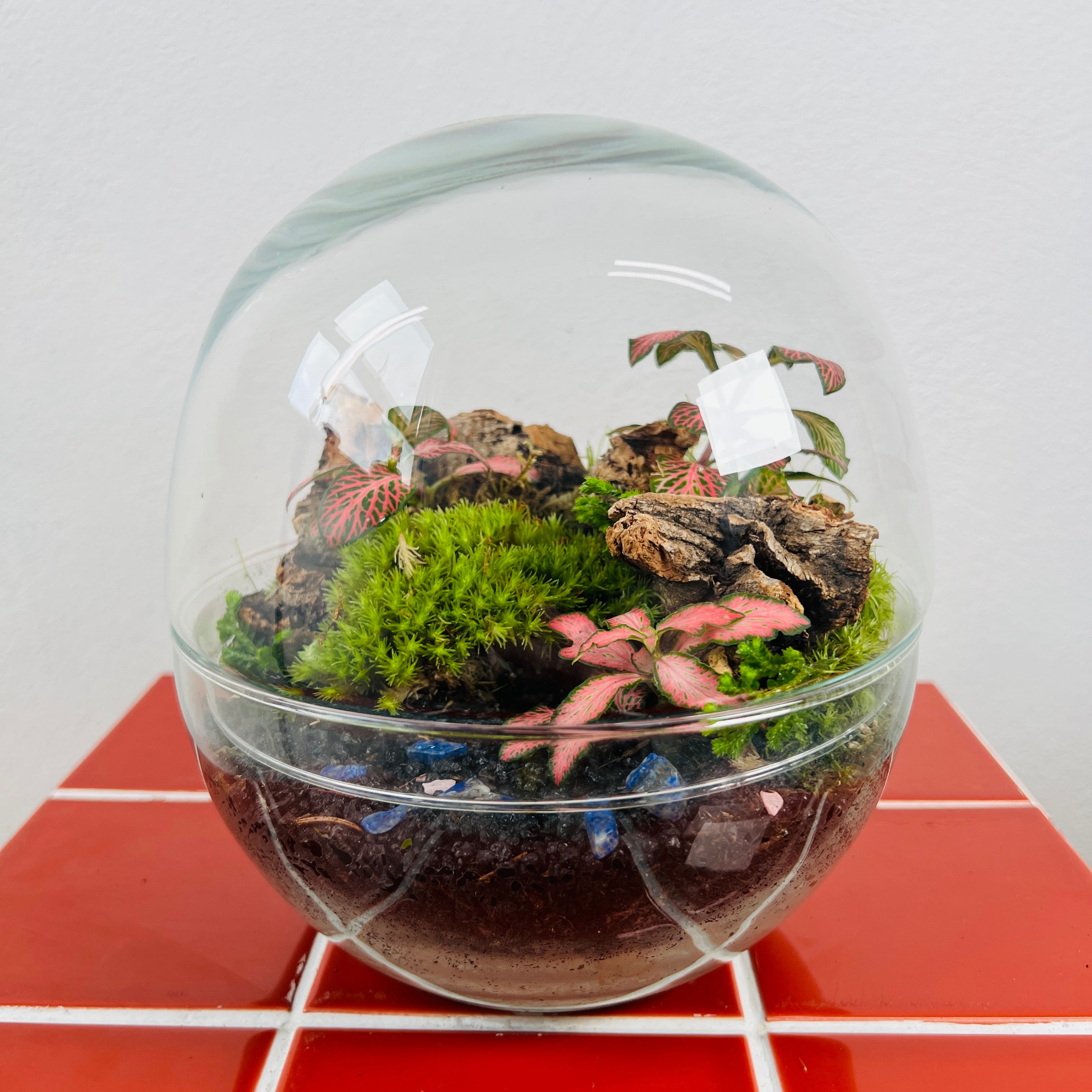 Plant Studio Terrarium Bio-dome | Handmade Mini Jungle