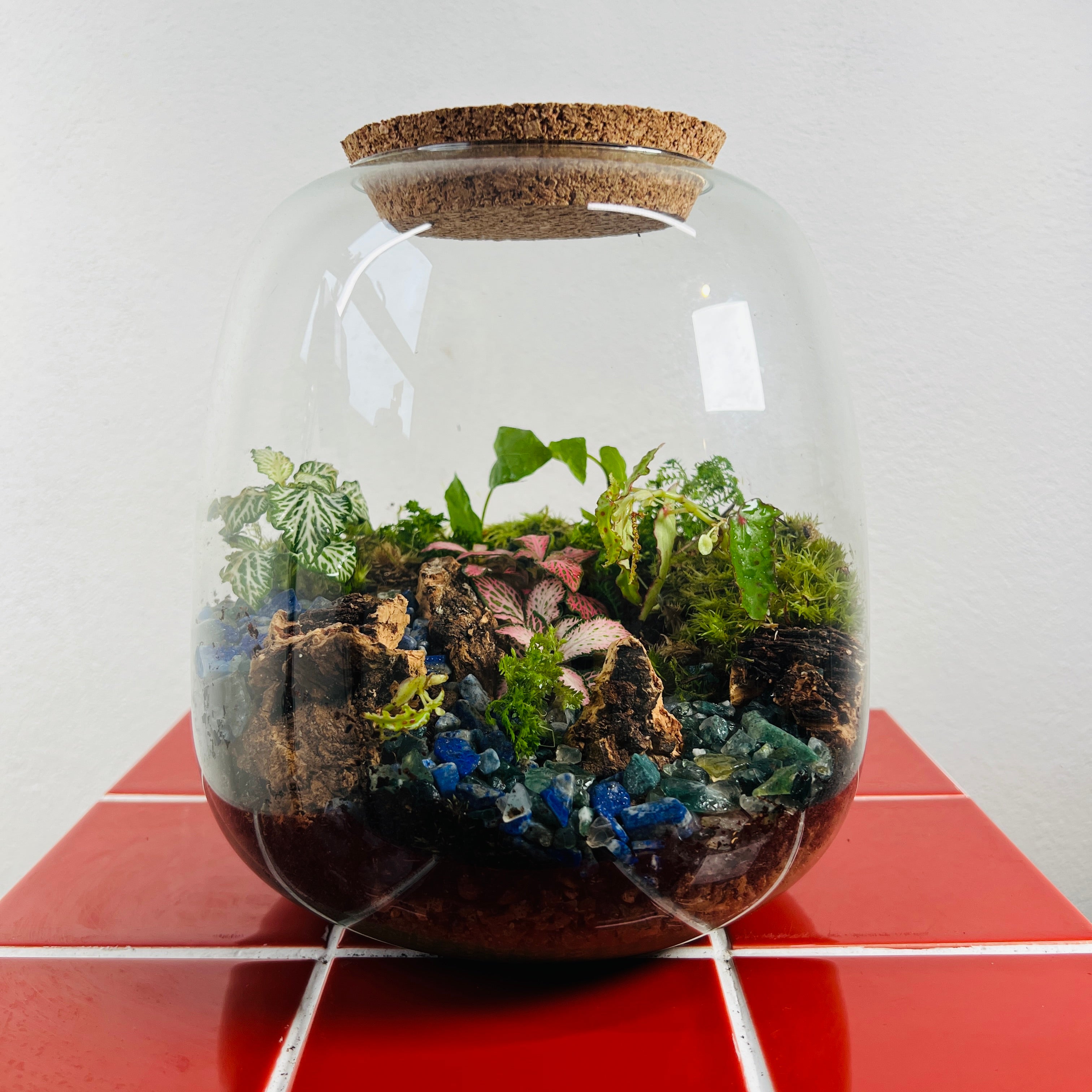 Plant Studio Terrarium Lizard Point | Miniature Indoor Jungle
