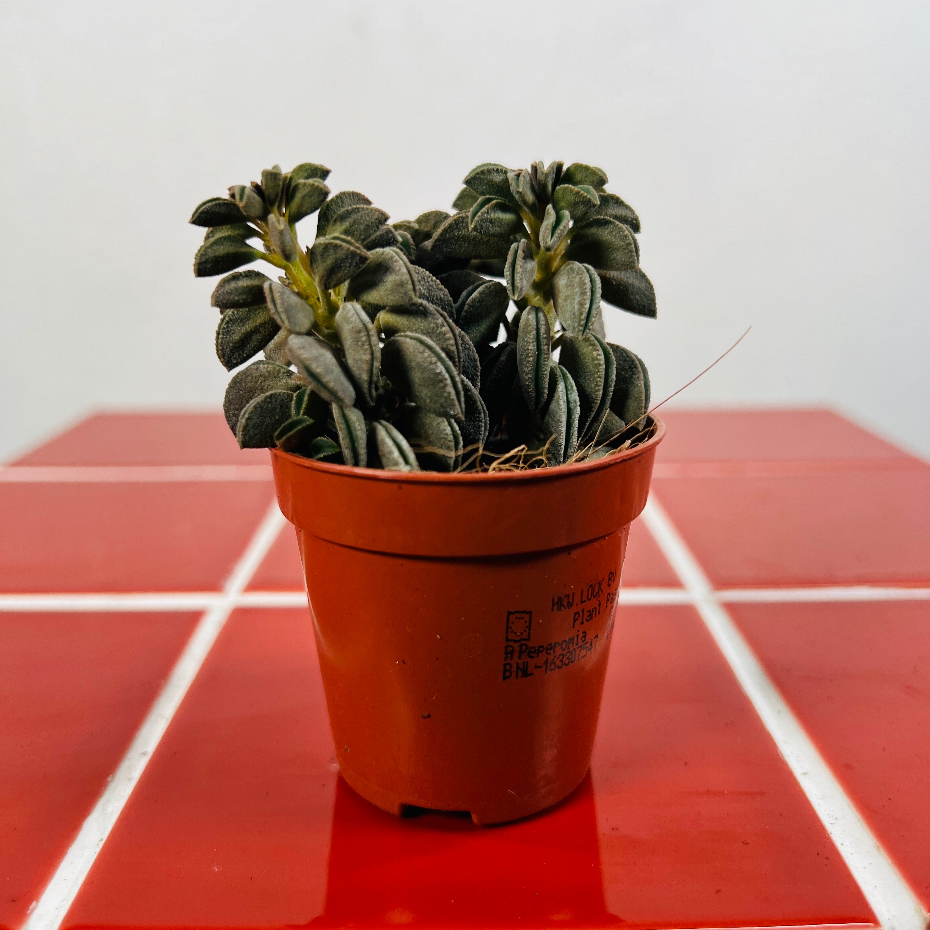 Peperomia Silver Spark – Plant Studio
