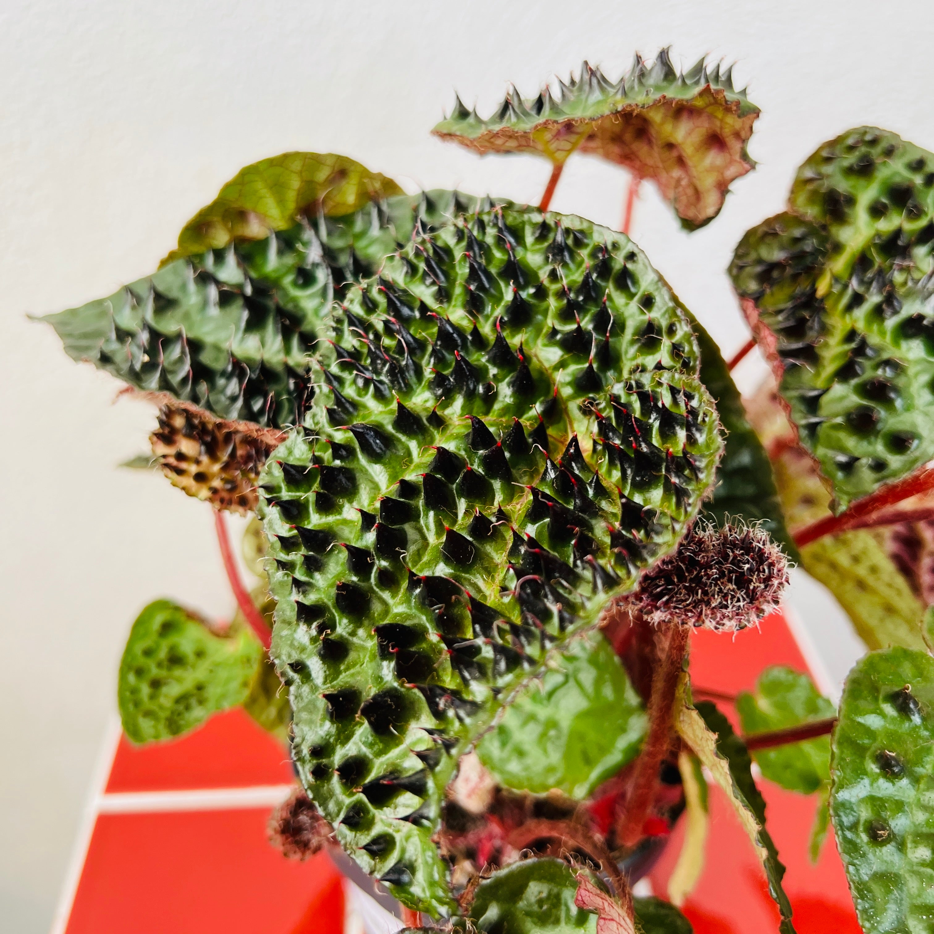 Begonia rex ‘Ferox’ | Rare Rex Begonia | Plant Studio