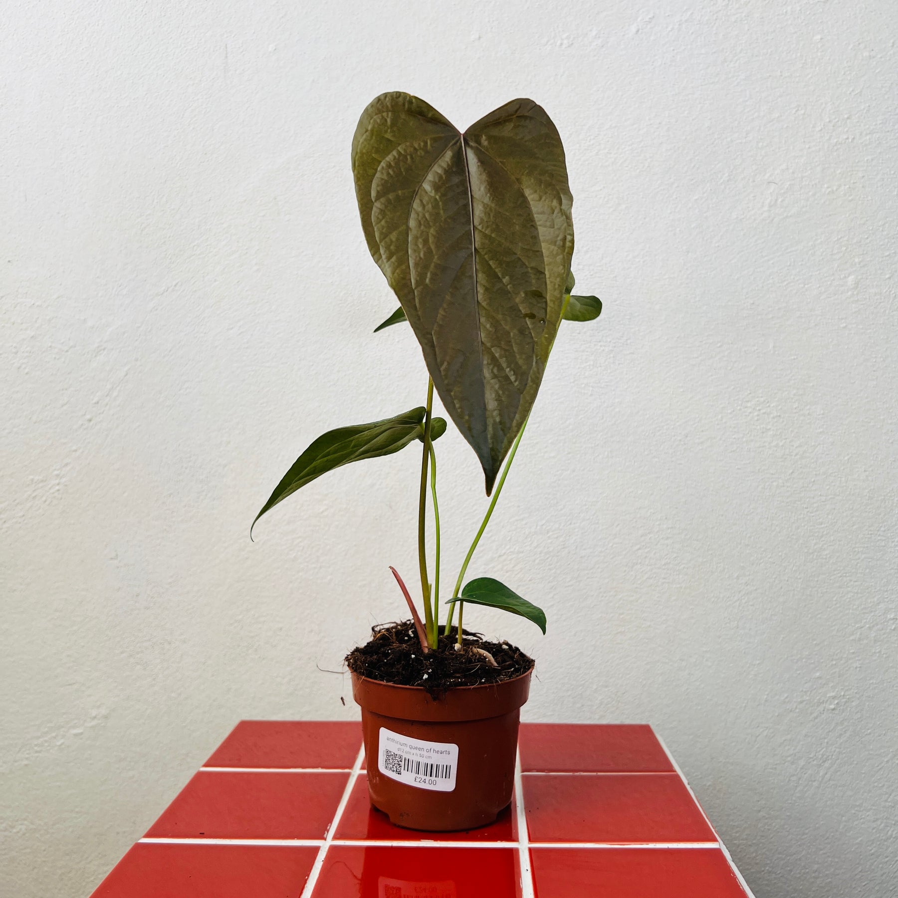 Anthirium Queen Of Hearts – Plant Studio