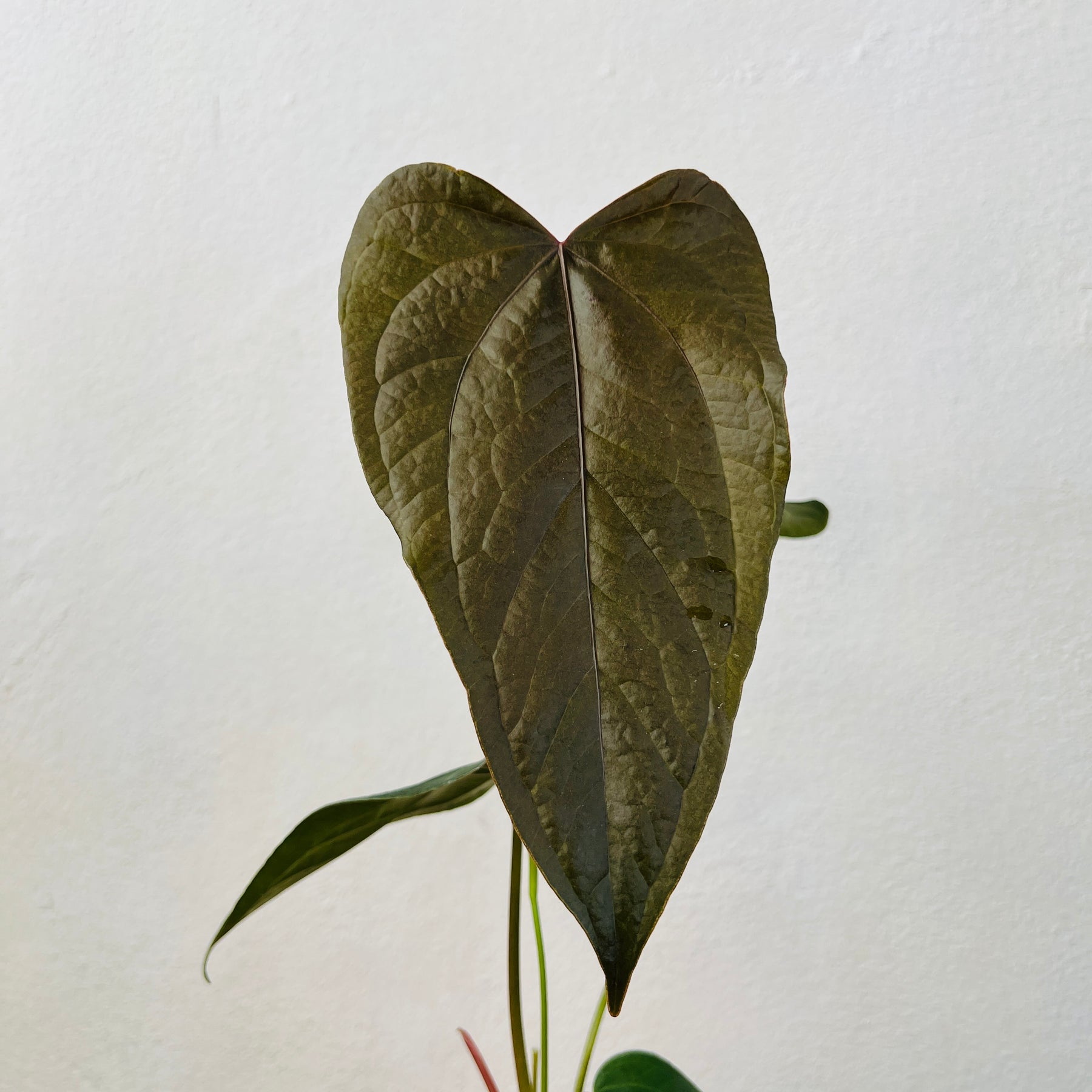 Anthirium Queen Of Hearts – Plant Studio