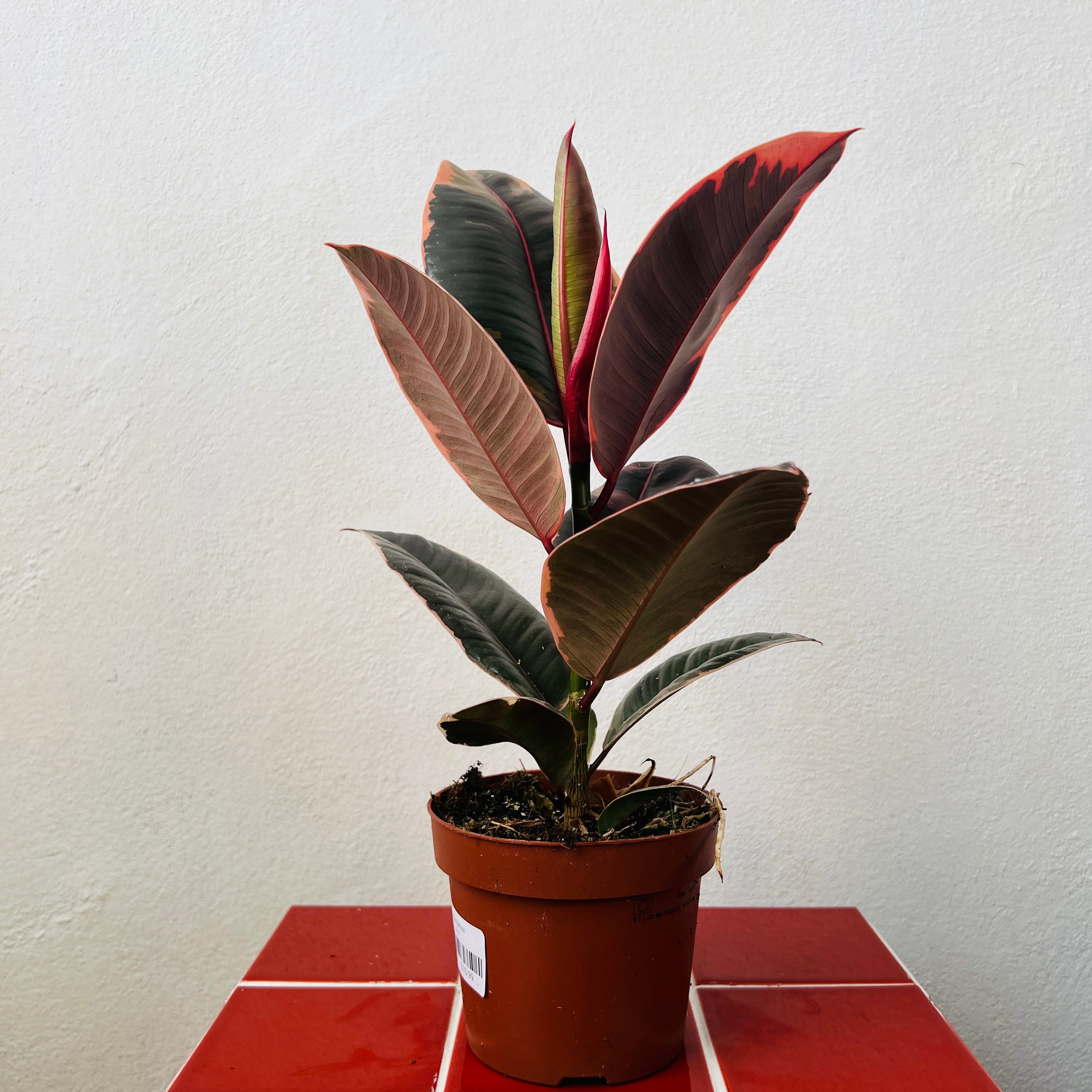 Ficus Belize – Plant Studio