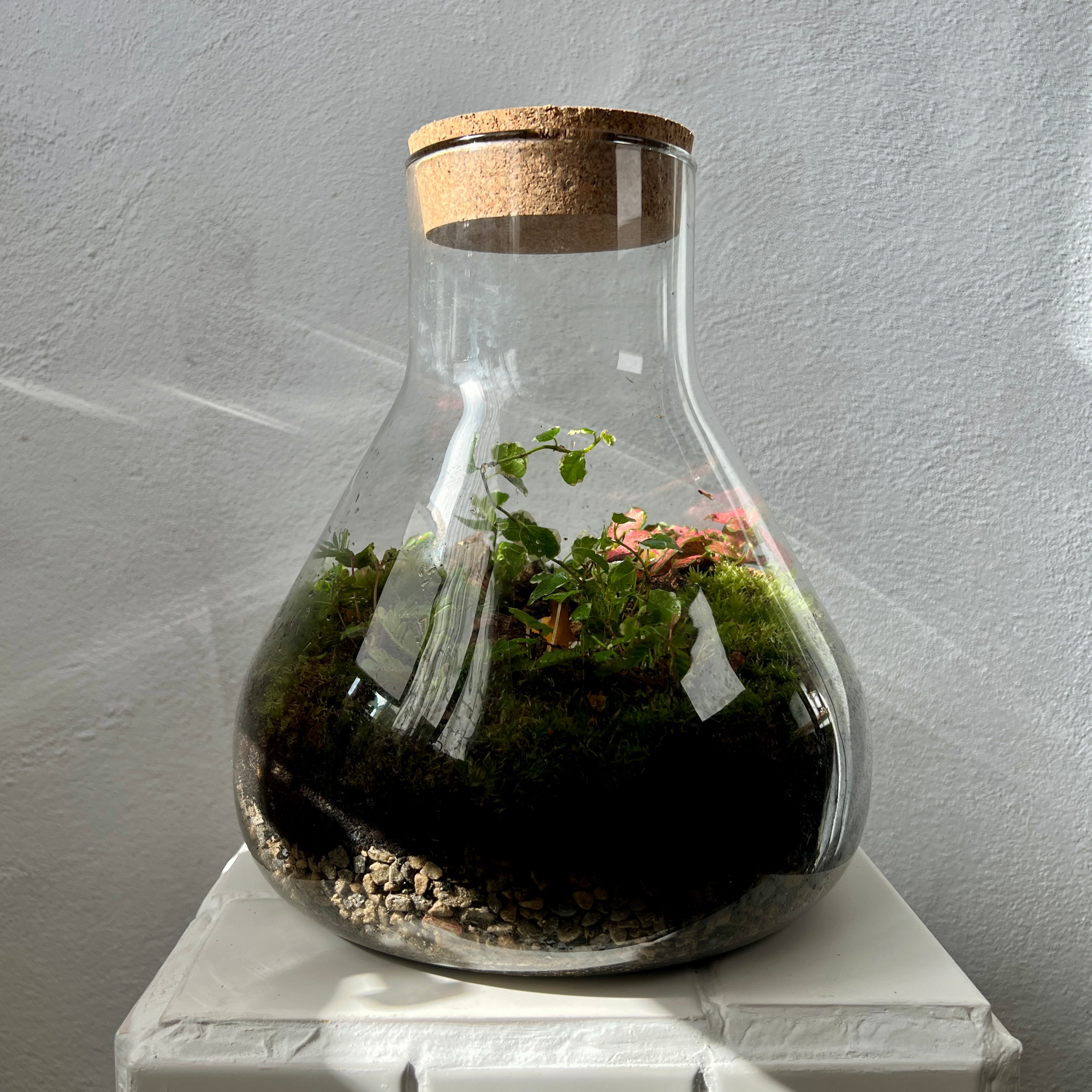 Plant Studio Terrarium Nana | Miniature Indoor Jungle