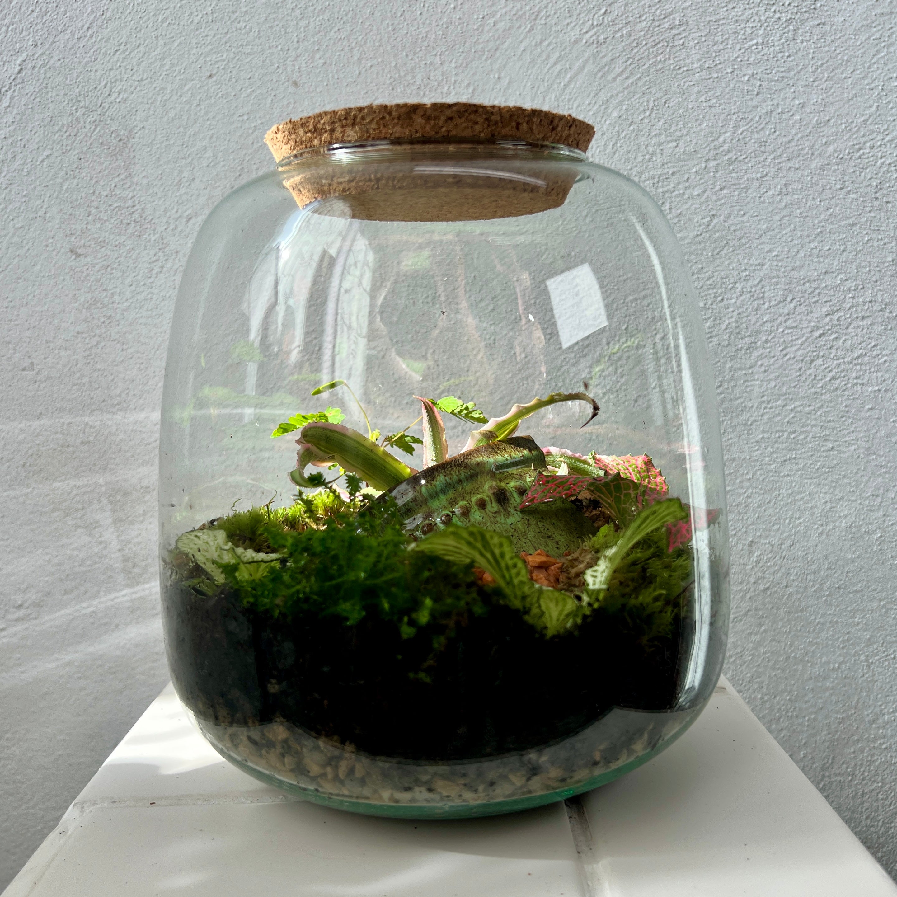 Plant Studio Terrarium Nana | Miniature Indoor Jungle