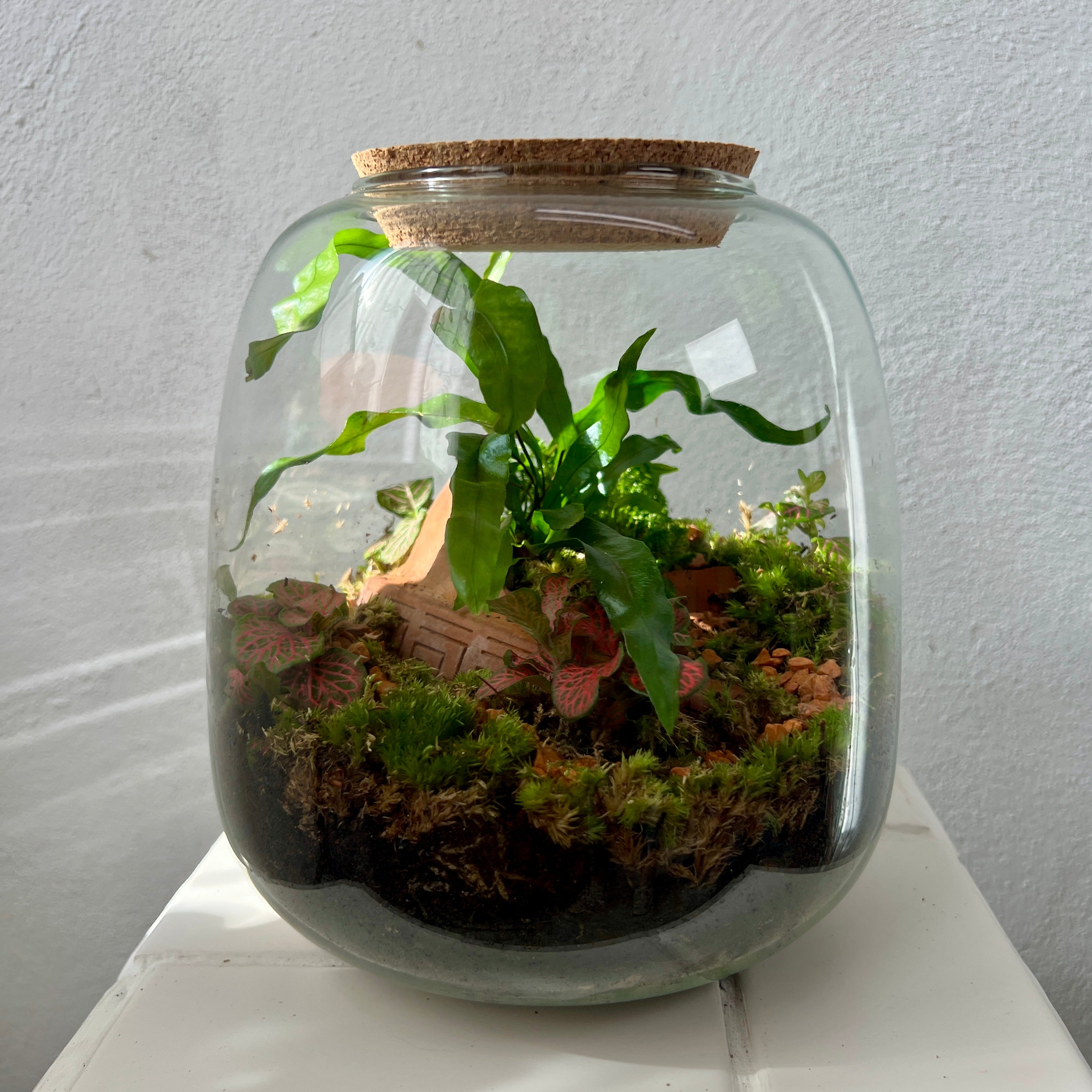 Plant Studio Terrarium Artemis | Miniature Indoor Jungle