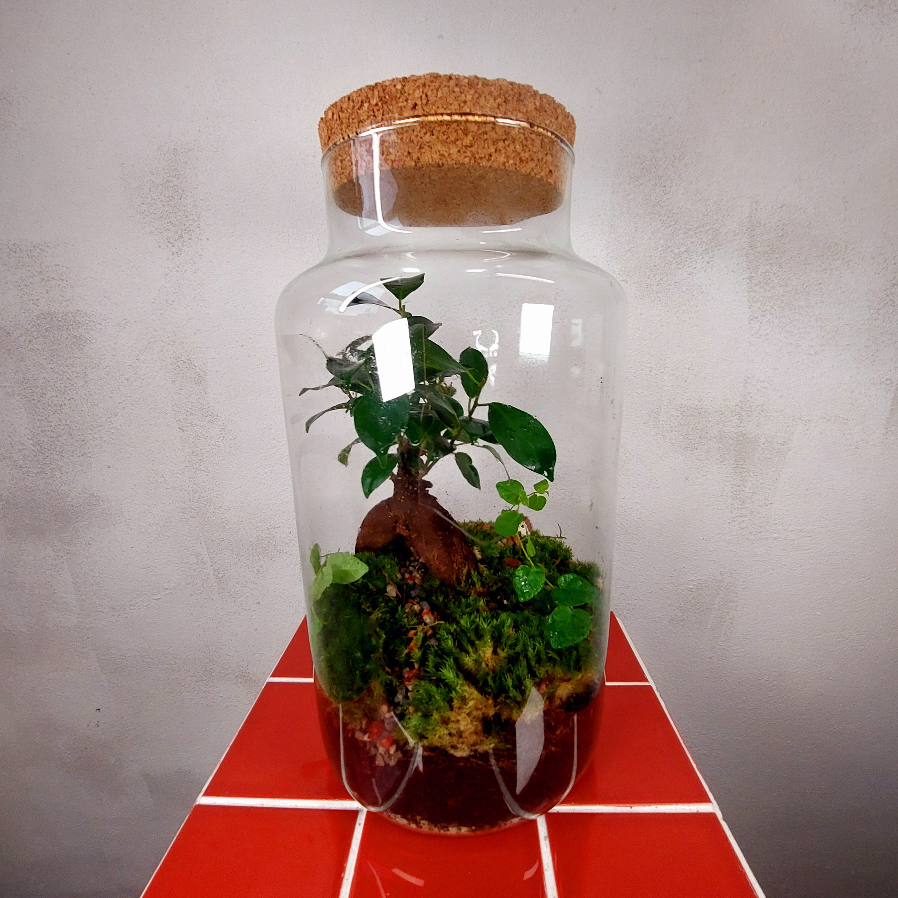 Plant.Studio ‘Borrowers’ Terrarium – Geometric Glass Terrarium | Plant ...