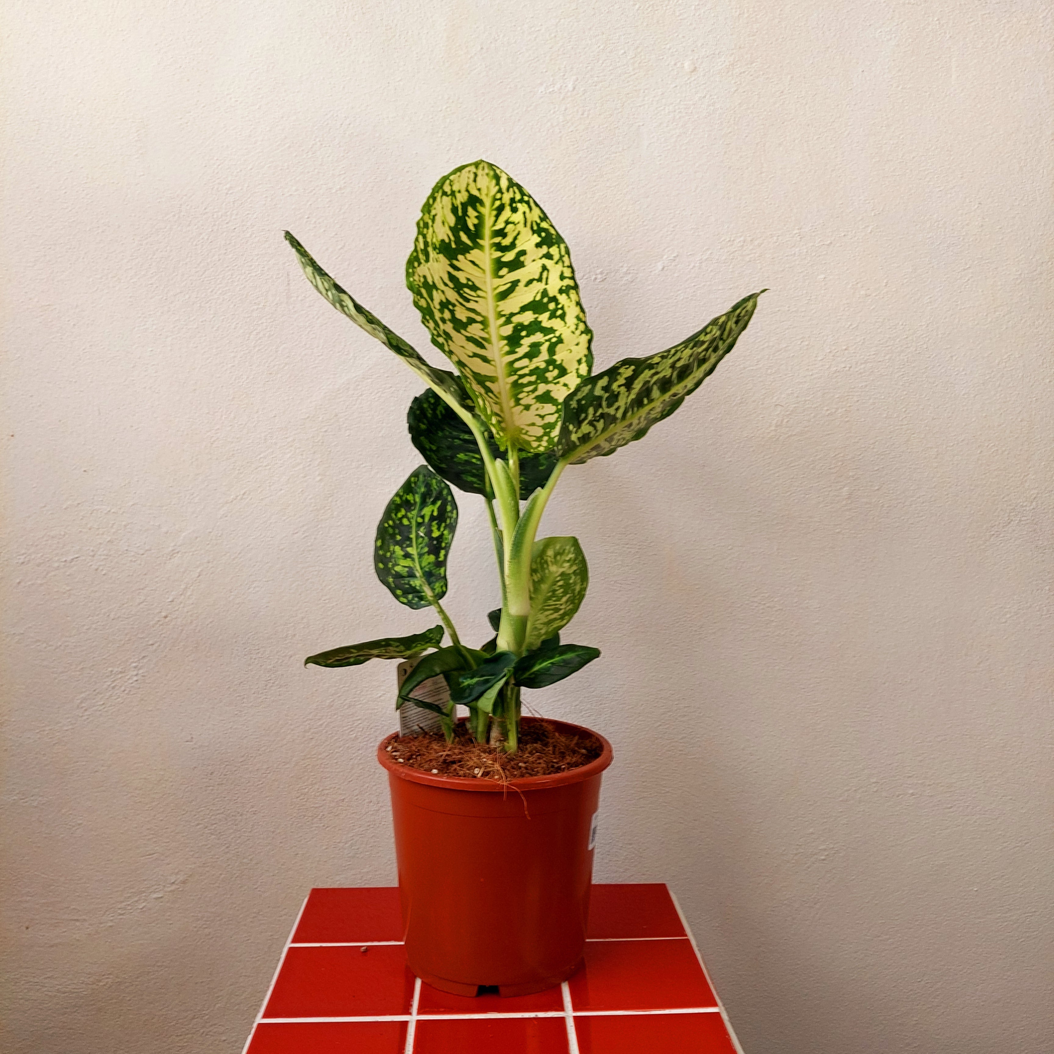 Dieffenbachia 'Reflector' – Striking Patterned Foliage Plant – Plant Studio