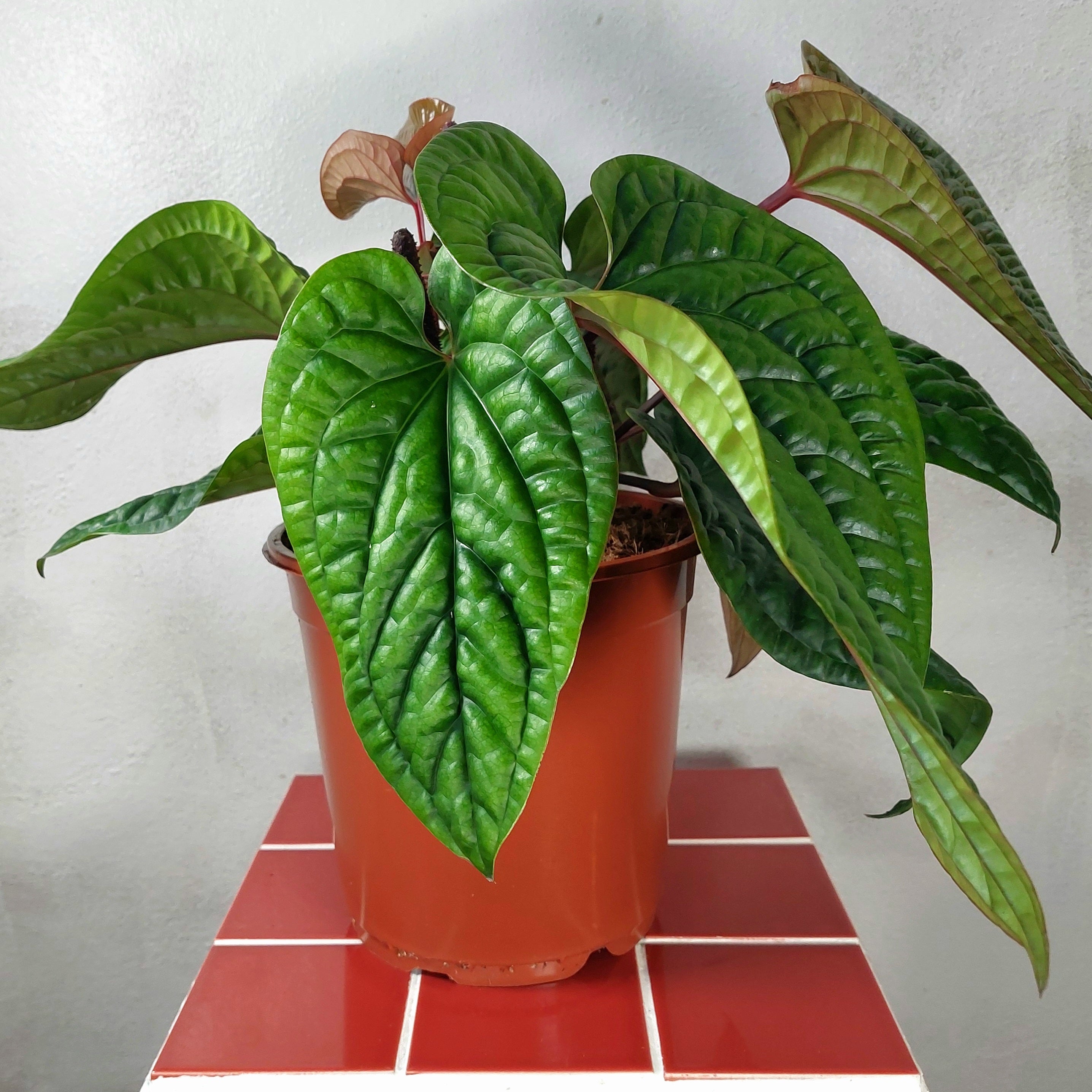 Anthurium radicans × luxurians – Quilted Hybrid Anthurium | Rare ...