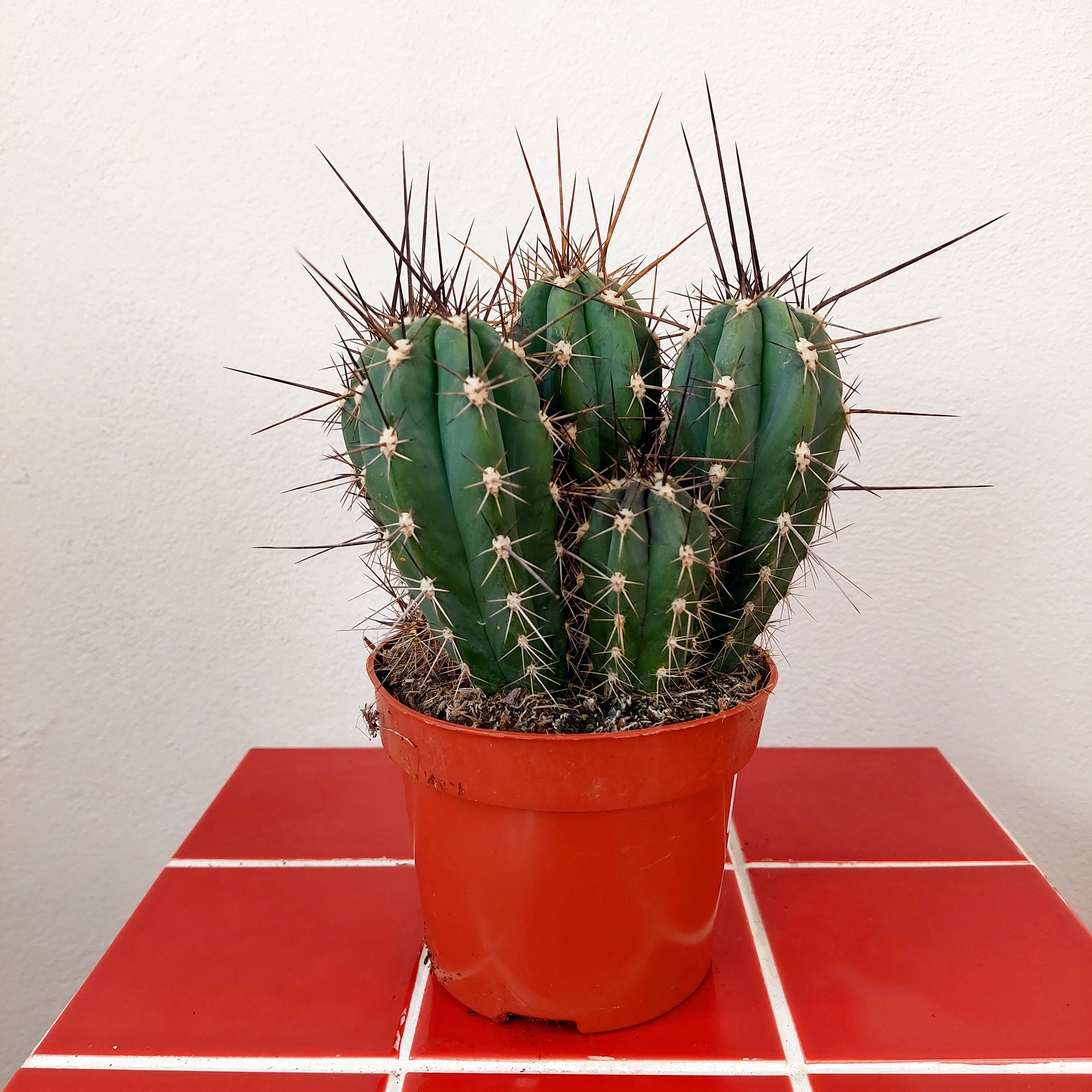 Stetsonia coryne Toothpick Cactus In Terracotta – Indoor Sun-Loving ...