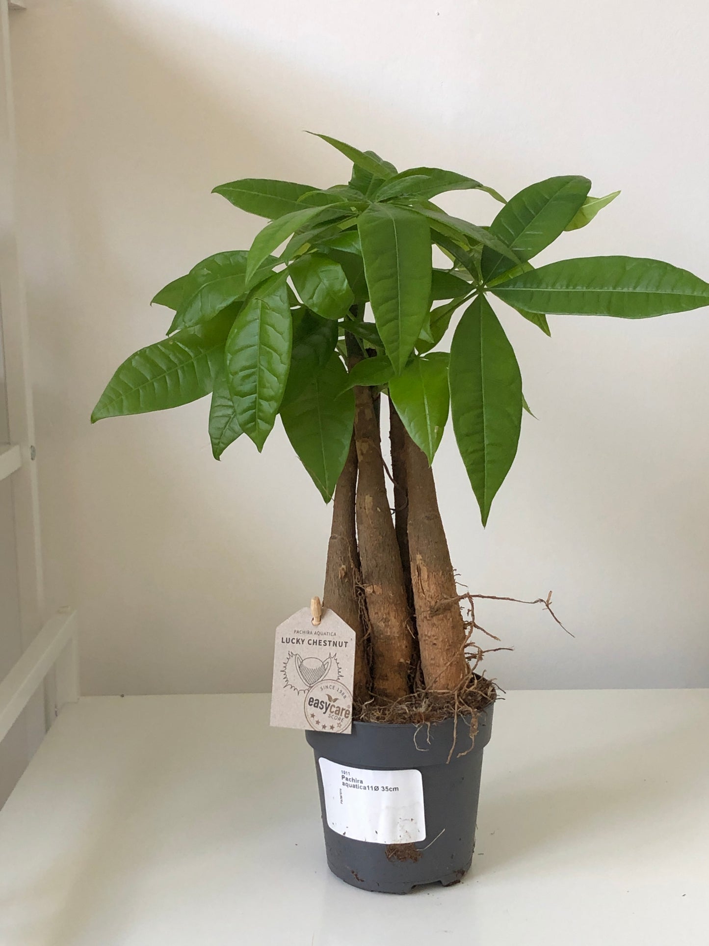 Pachira aquatica - Money Tree – Plant Studio