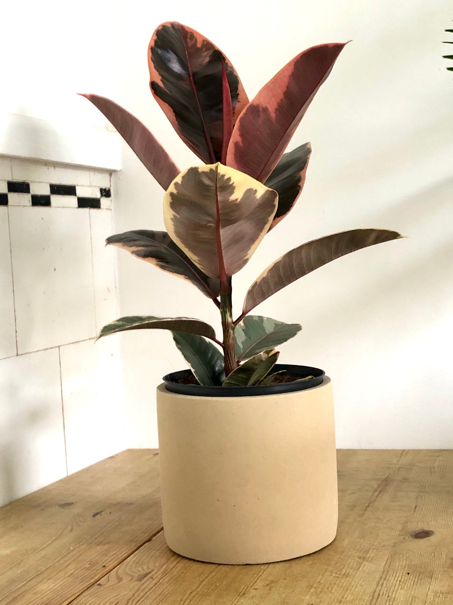Ficus Belize – Plant Studio