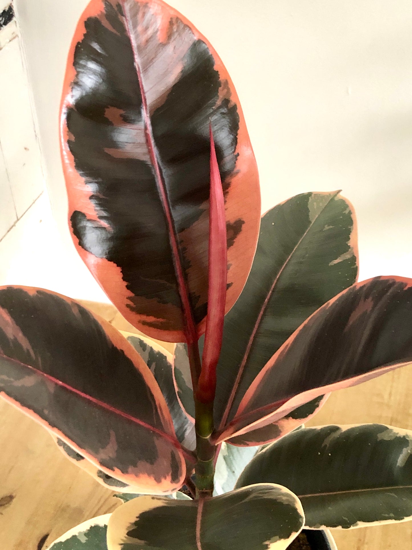 Ficus Belize – Plant Studio